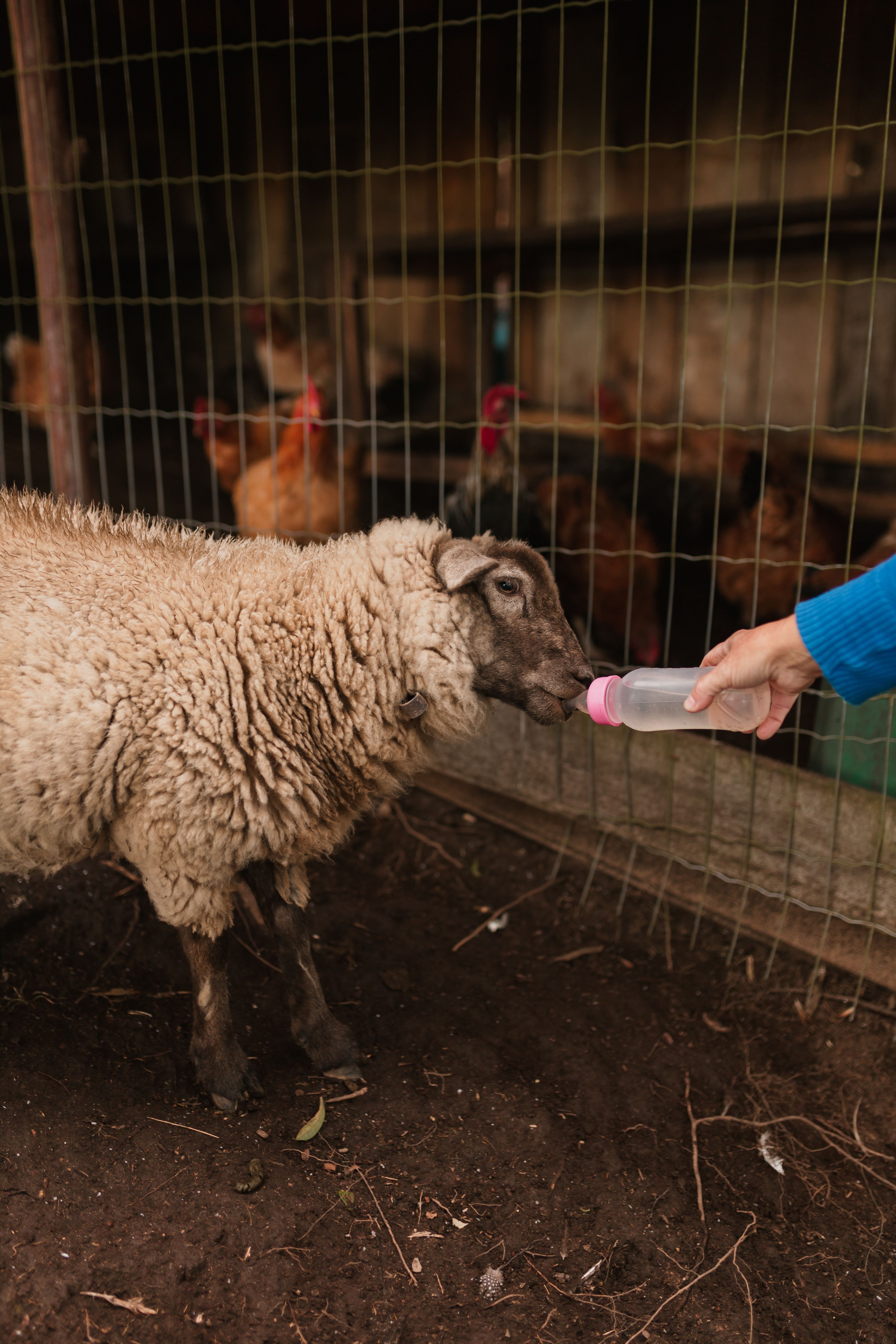 Caring For Animals Photos, Download The BEST Free Caring For Animals ...