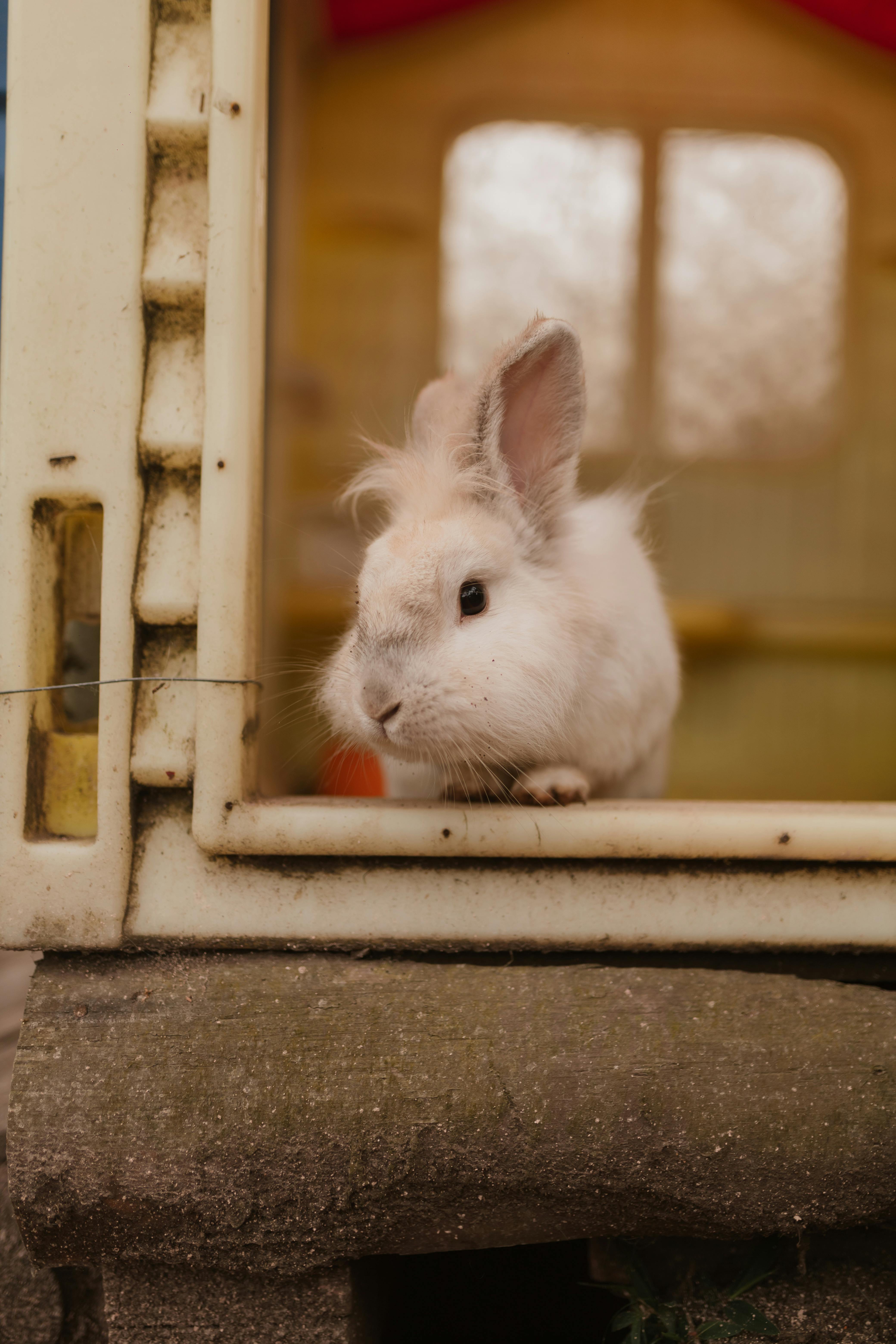 Rabbit Cage Photos, Download The BEST Free Rabbit Cage Stock Photos ...