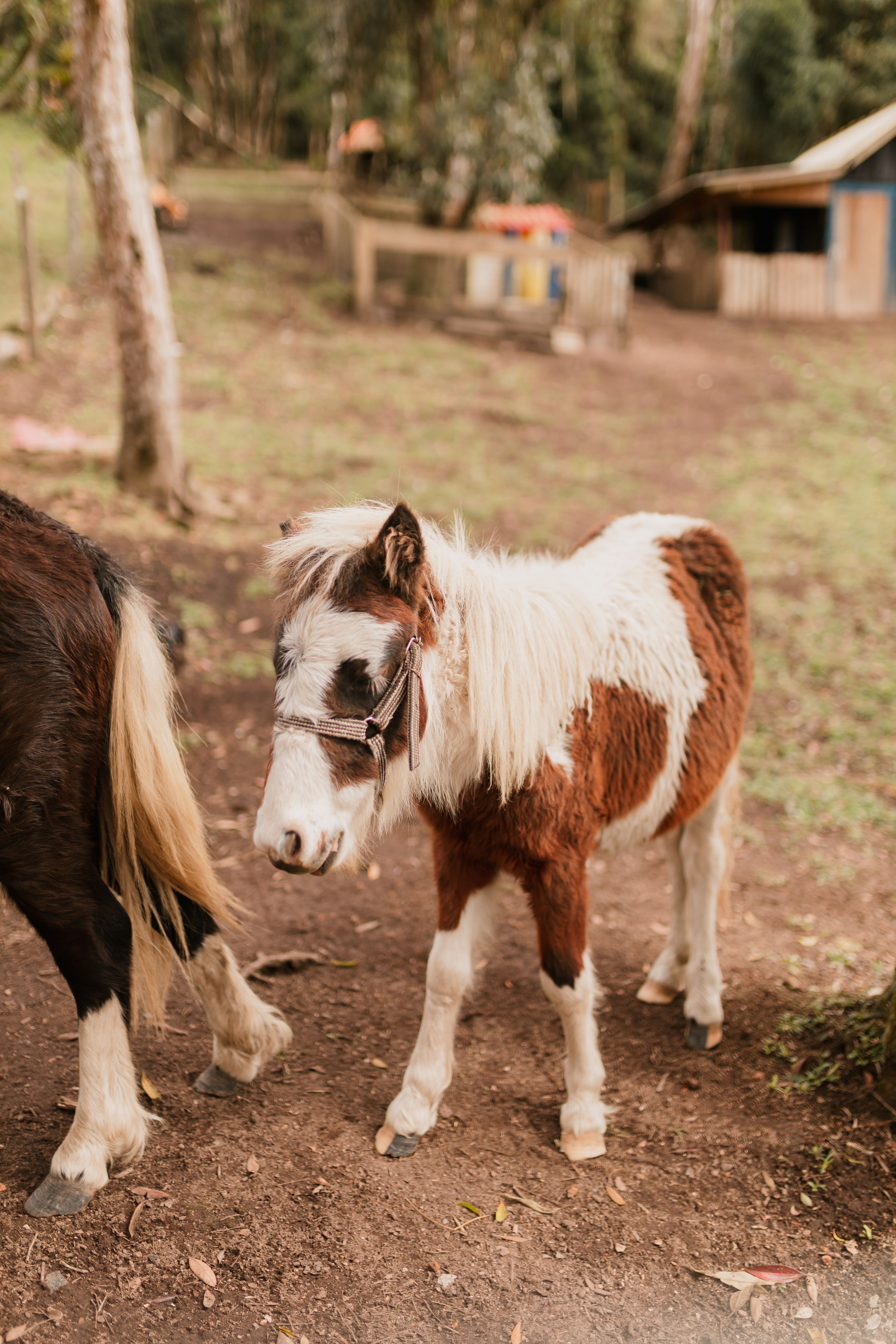 Adorable Brown and White Pony in Rural Farm Setting · Free Stock Photo