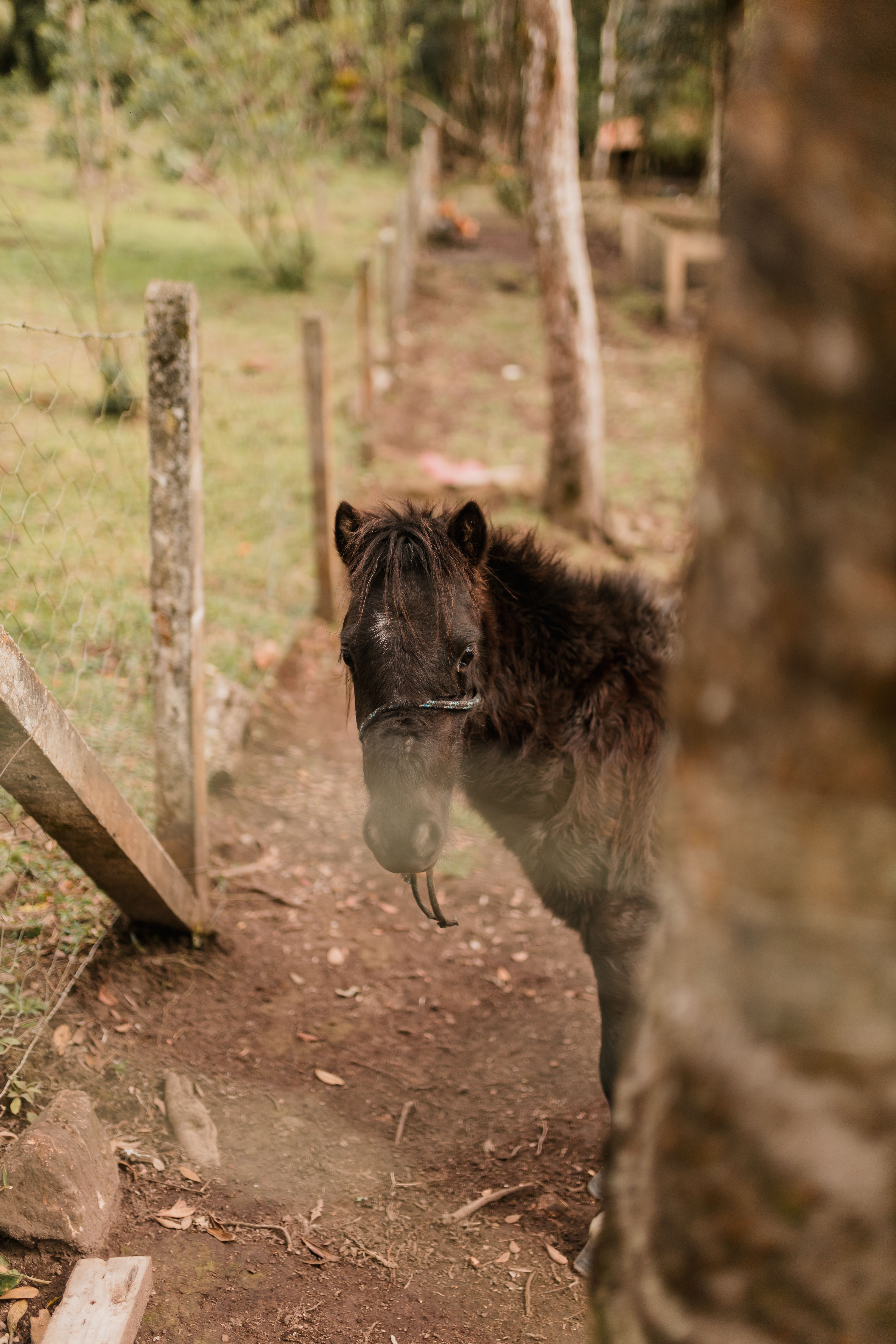 Adorable Pony on a Country Farm Pathway · Free Stock Photo