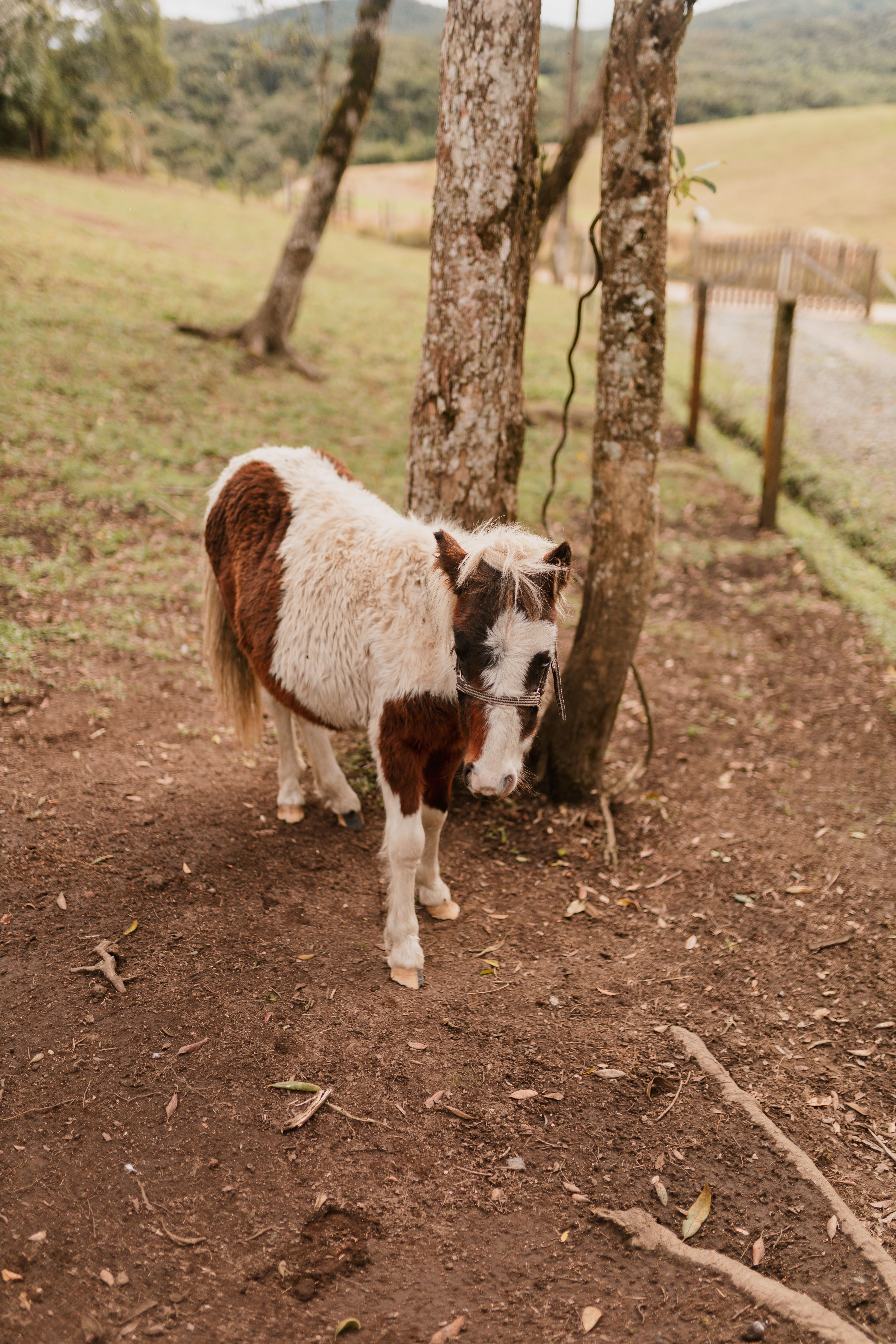 Cute Pony in Rustic Countryside Setting · Free Stock Photo
