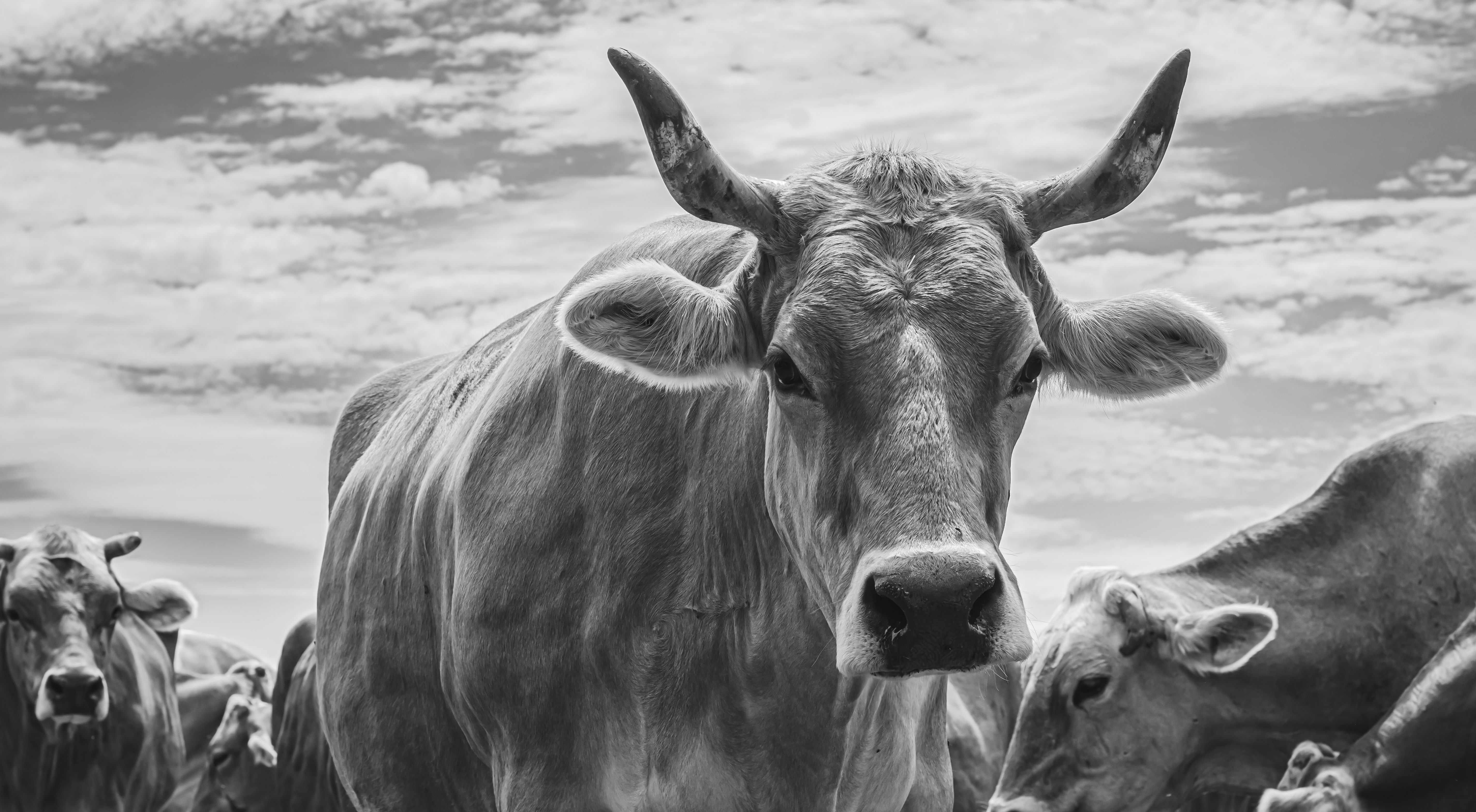 Cows Buttocks Photos, Download The BEST Free Cows Buttocks Stock Photos ...