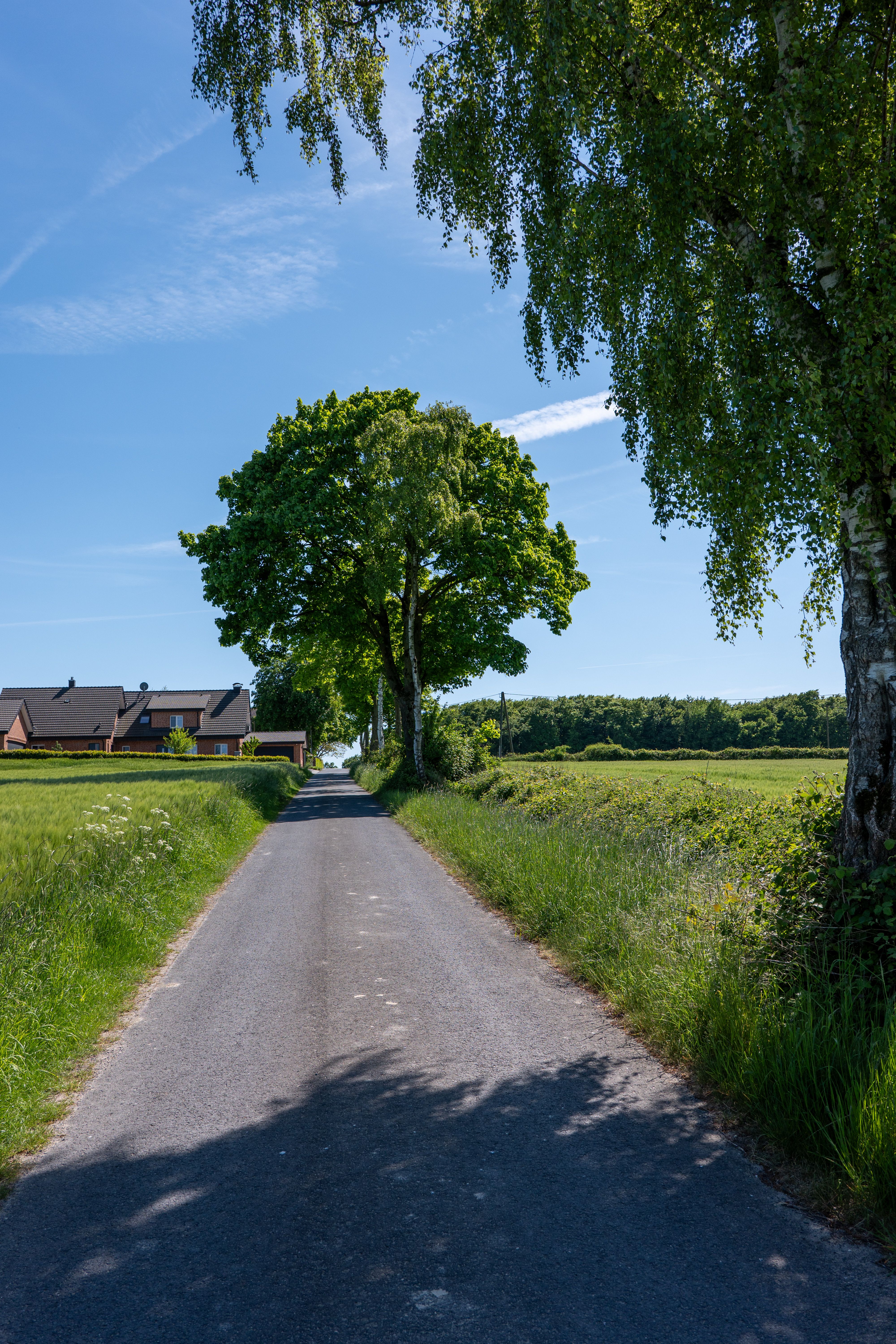 Scenic Country Road with Lush Green Trees · Free Stock Photo