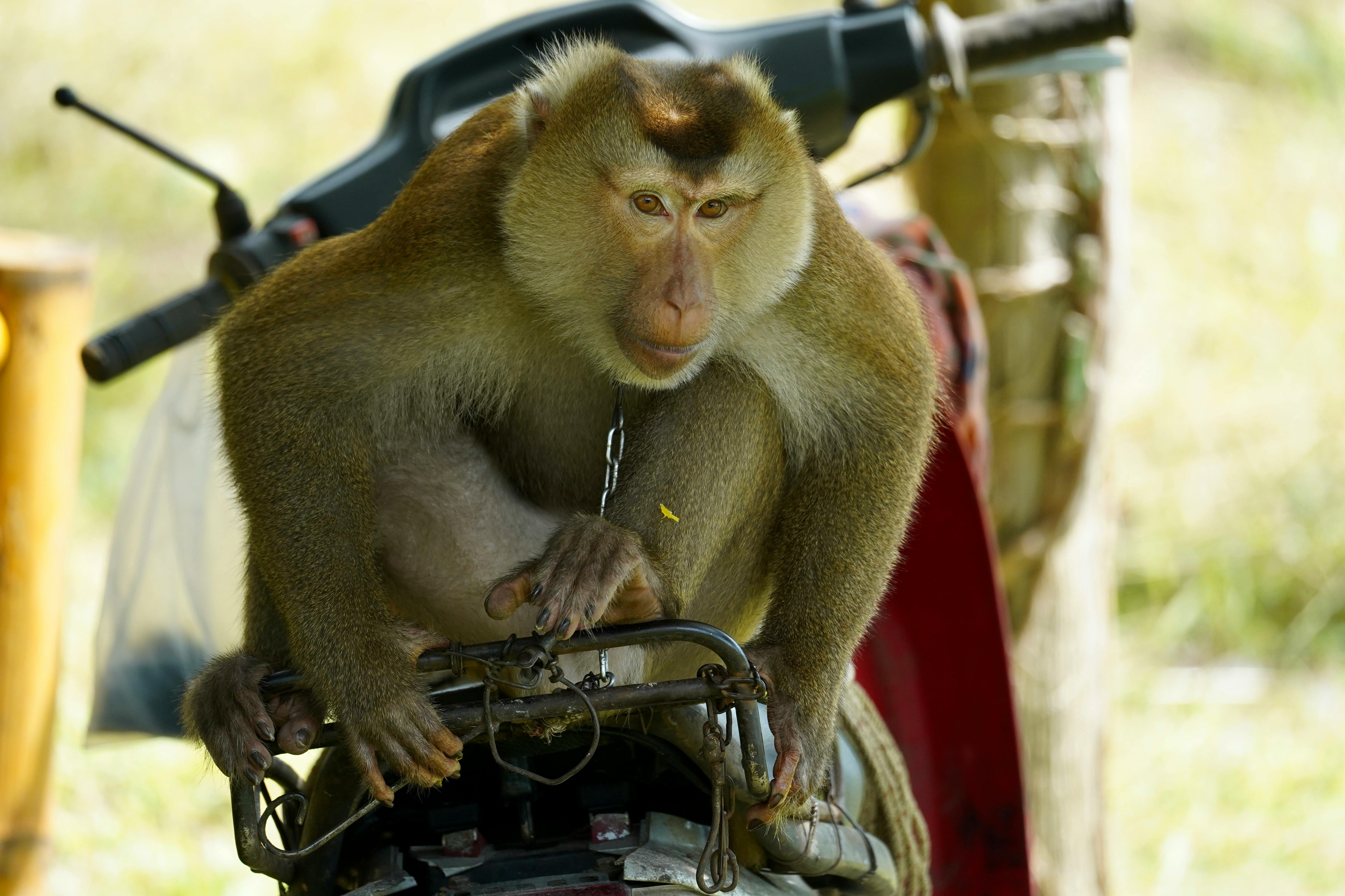 Monkey On Motorbike Photos, Download The BEST Free Monkey On Motorbike ...