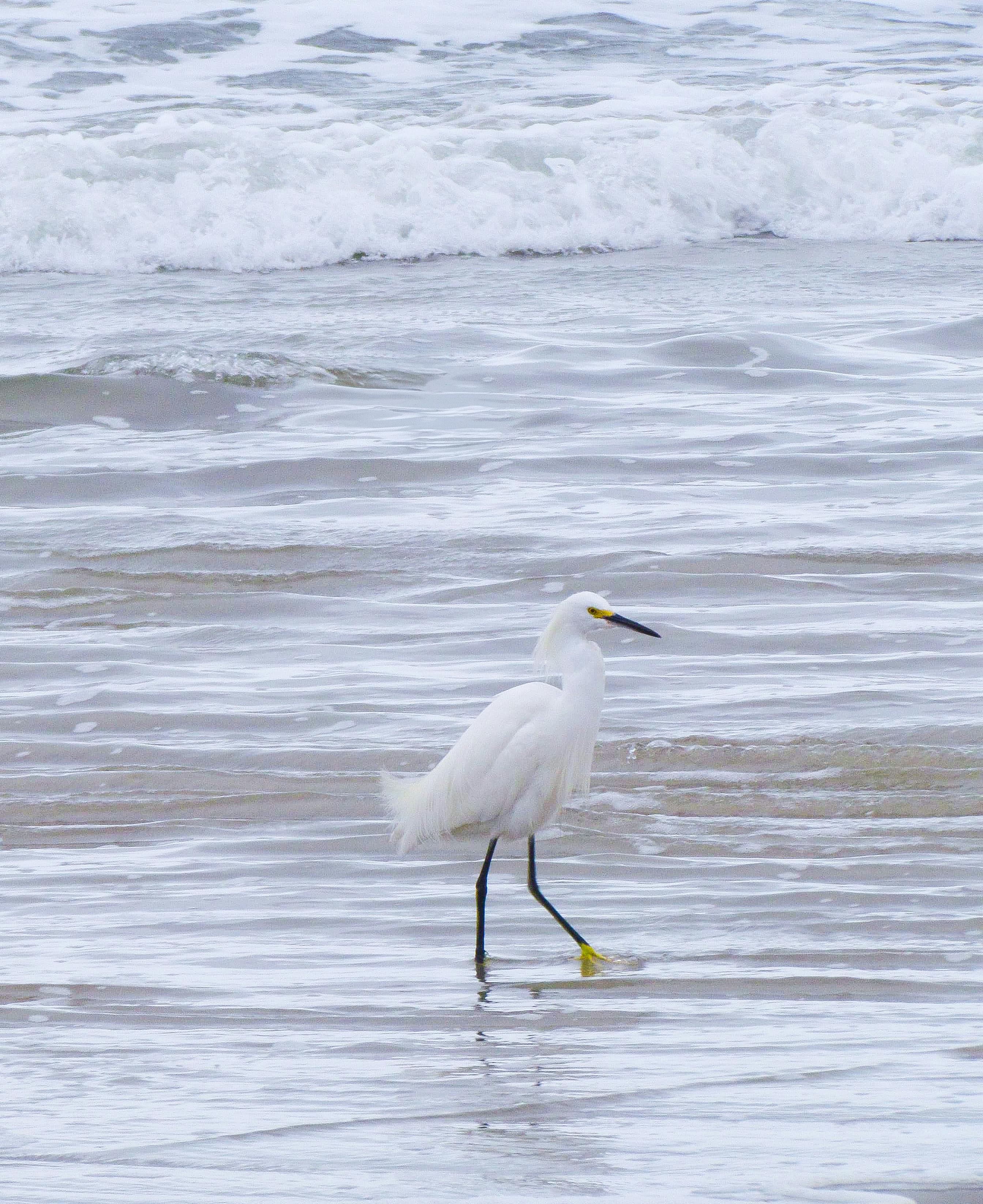 Sea Bird Photos, Download The BEST Free Sea Bird Stock Photos & HD Images