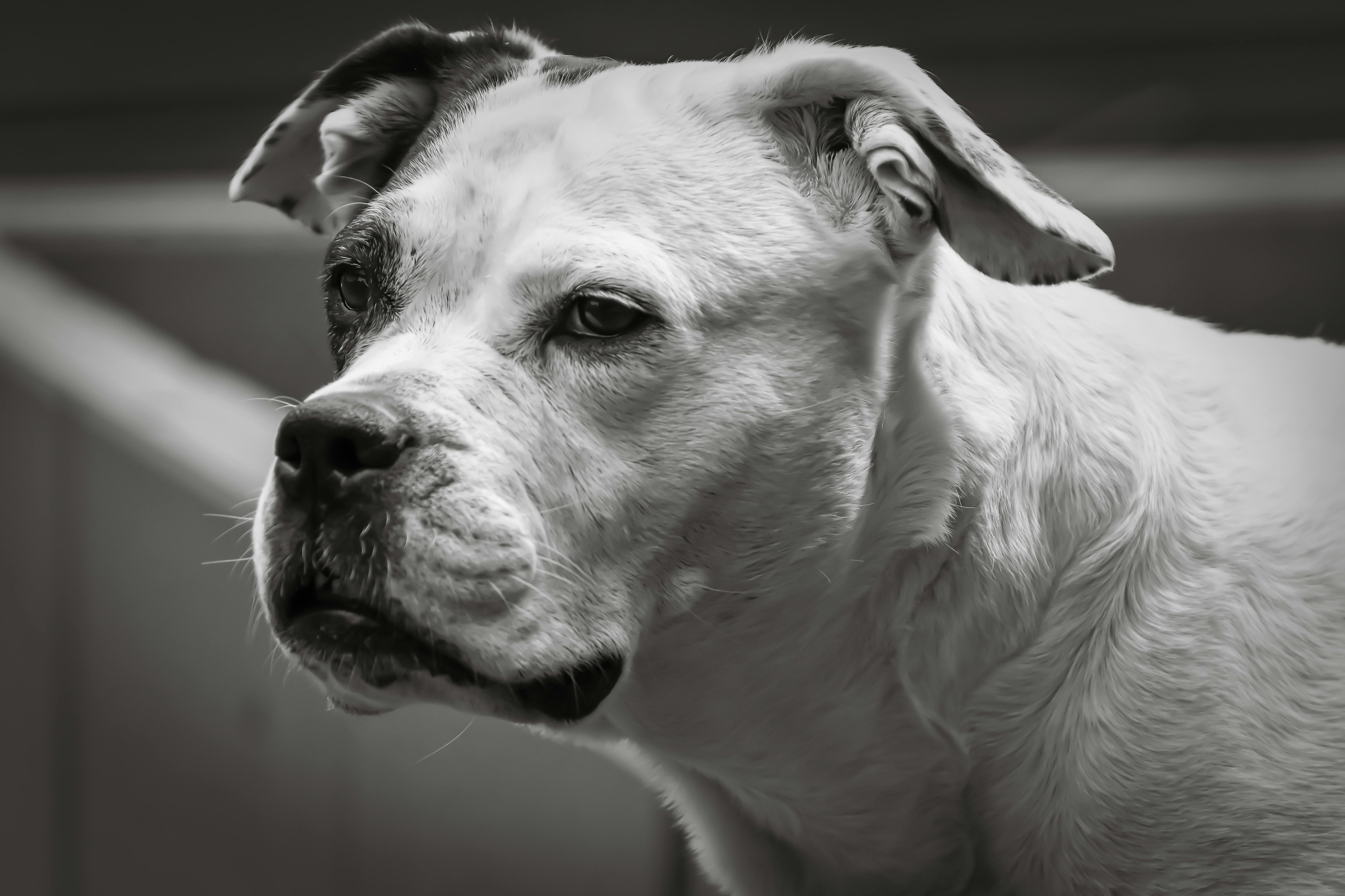 Bone Boxer Notlari Photos, Download The BEST Free Bone Boxer Notlari ...