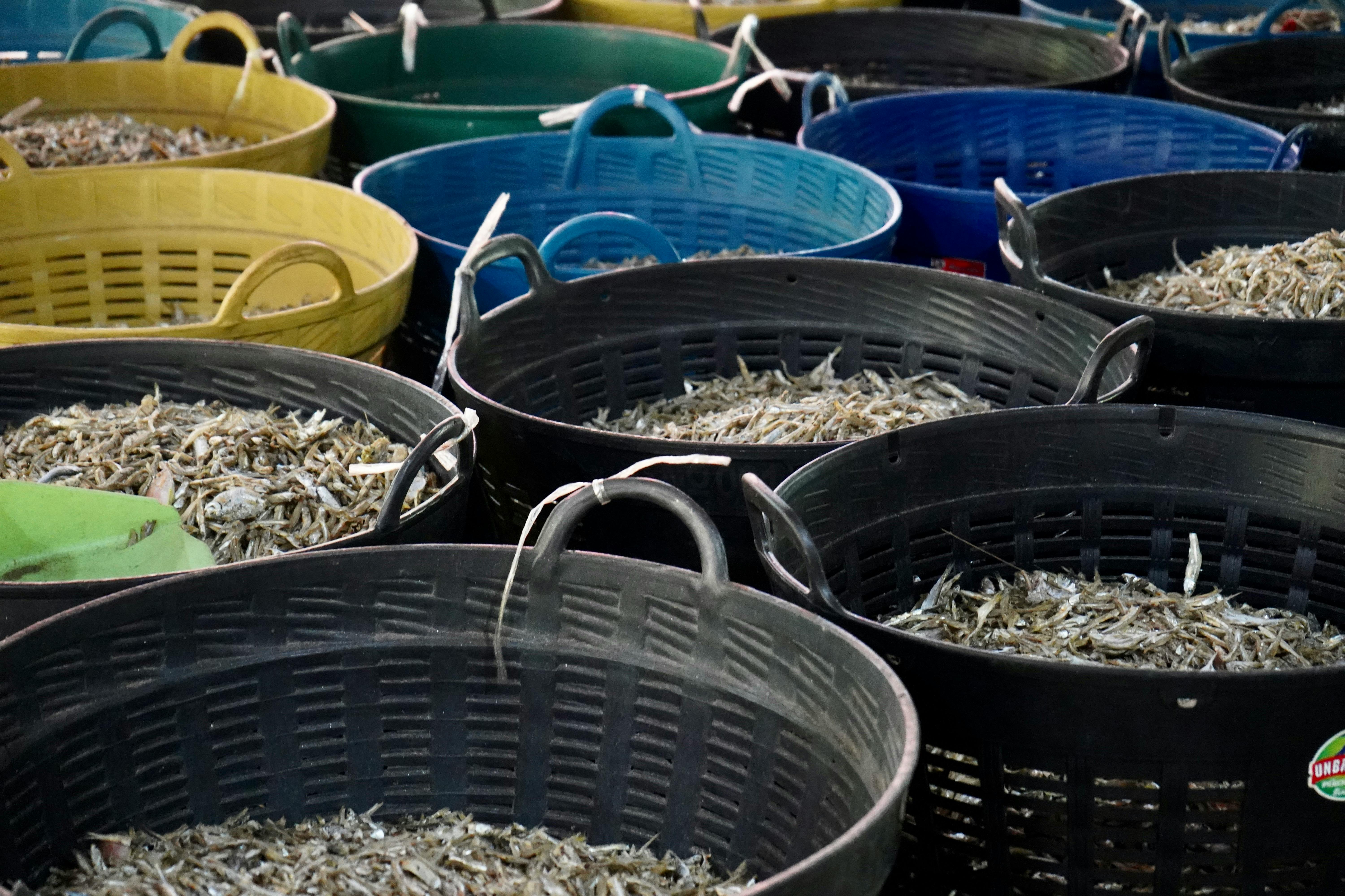 Colorful Baskets Filled with Small Fish at Market · Free Stock Photo