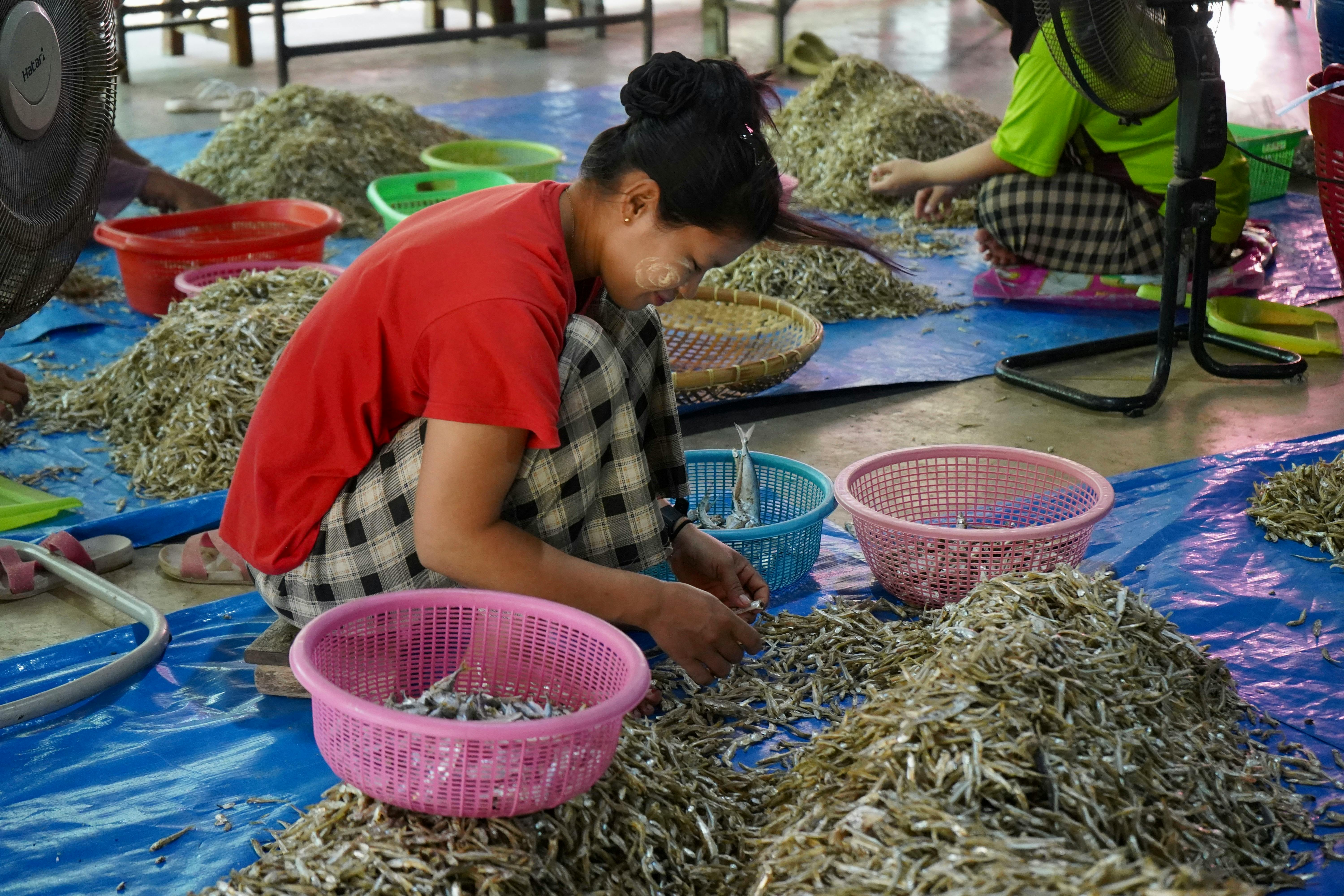 Sheepshead Fish Photos, Download The BEST Free Sheepshead Fish Stock ...