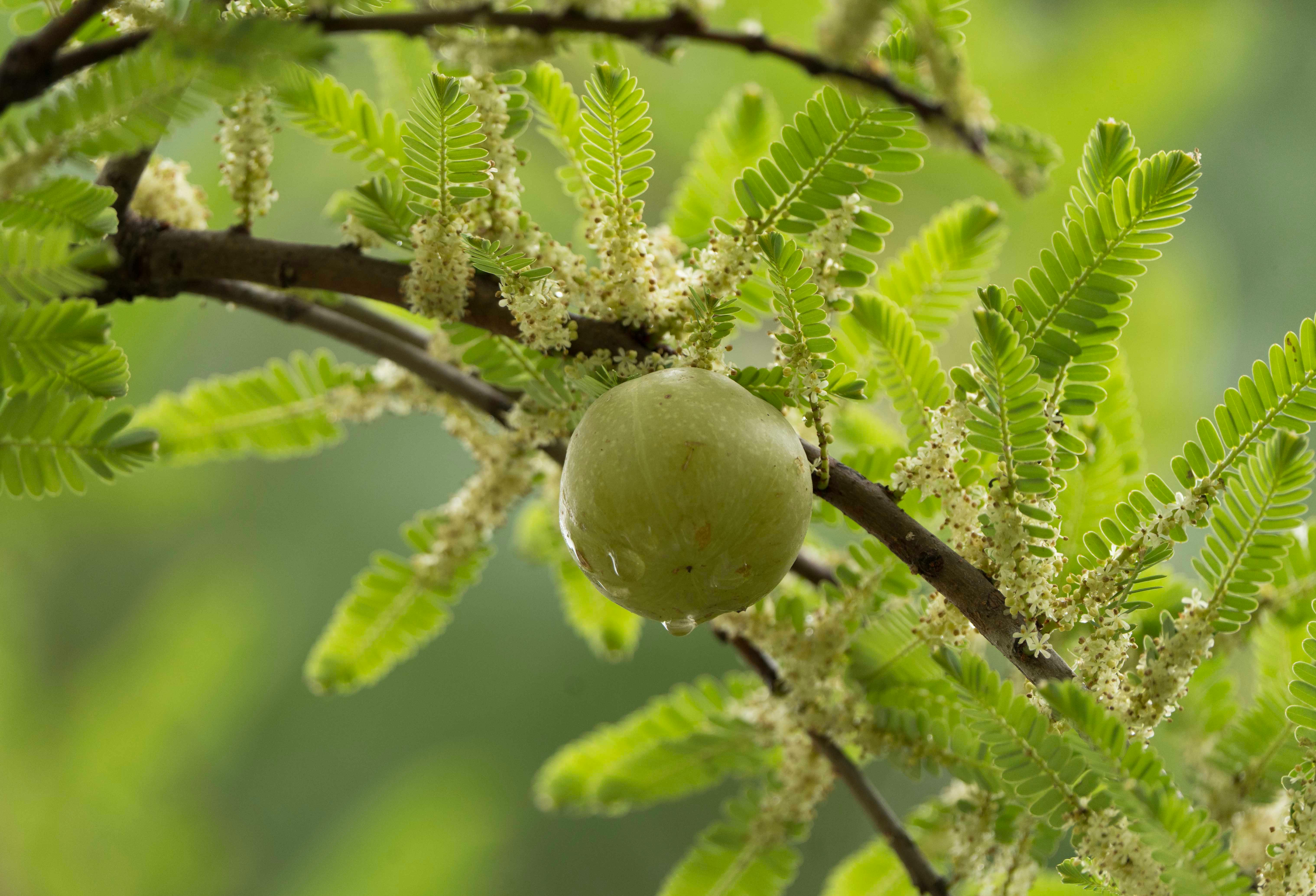 Indian Amla Photos, Download The BEST Free Indian Amla Stock Photos ...