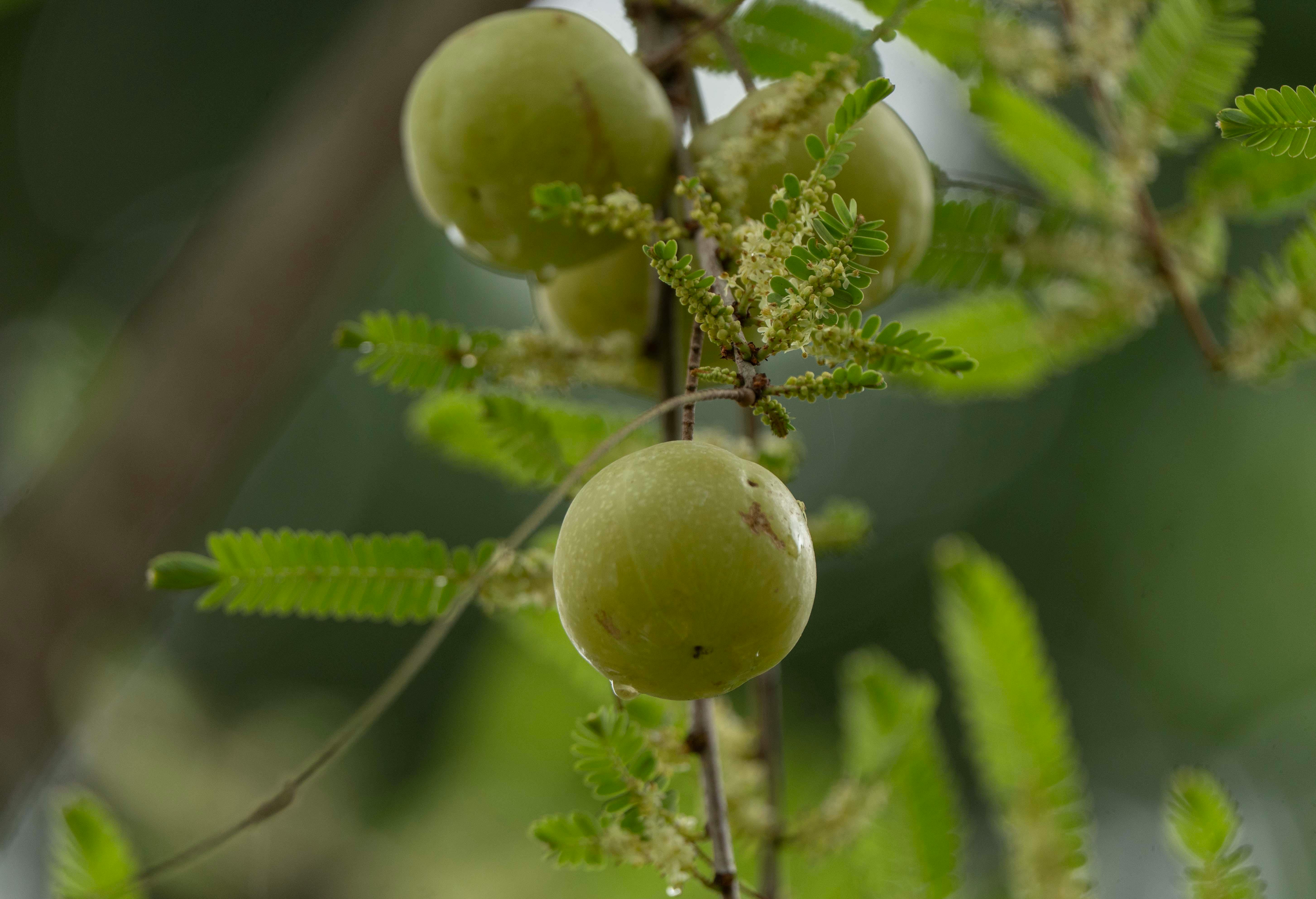 Indian Amla Photos, Download The BEST Free Indian Amla Stock Photos ...