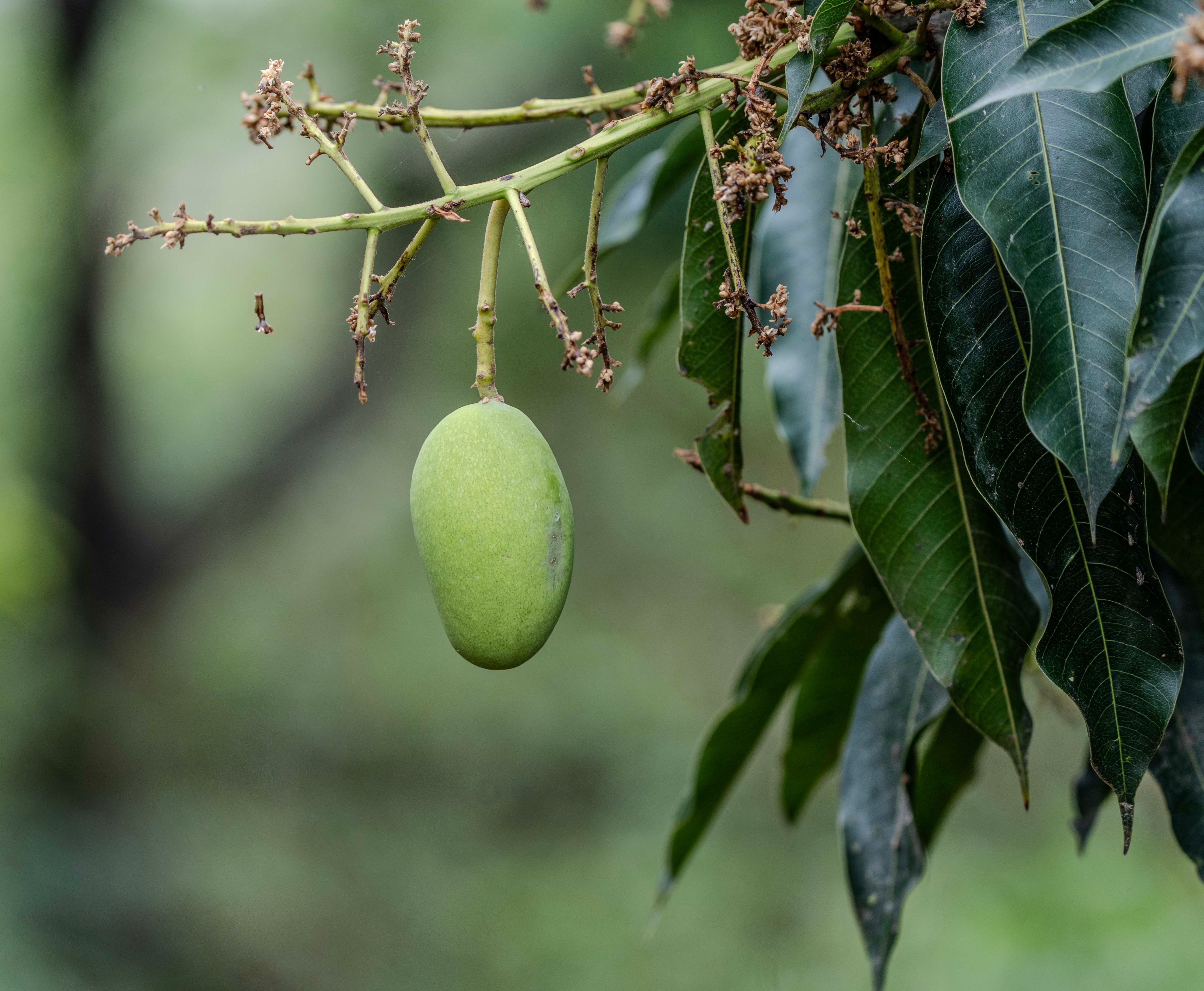 Fresh Green Mango Hanging on Tree Branch · Free Stock Photo