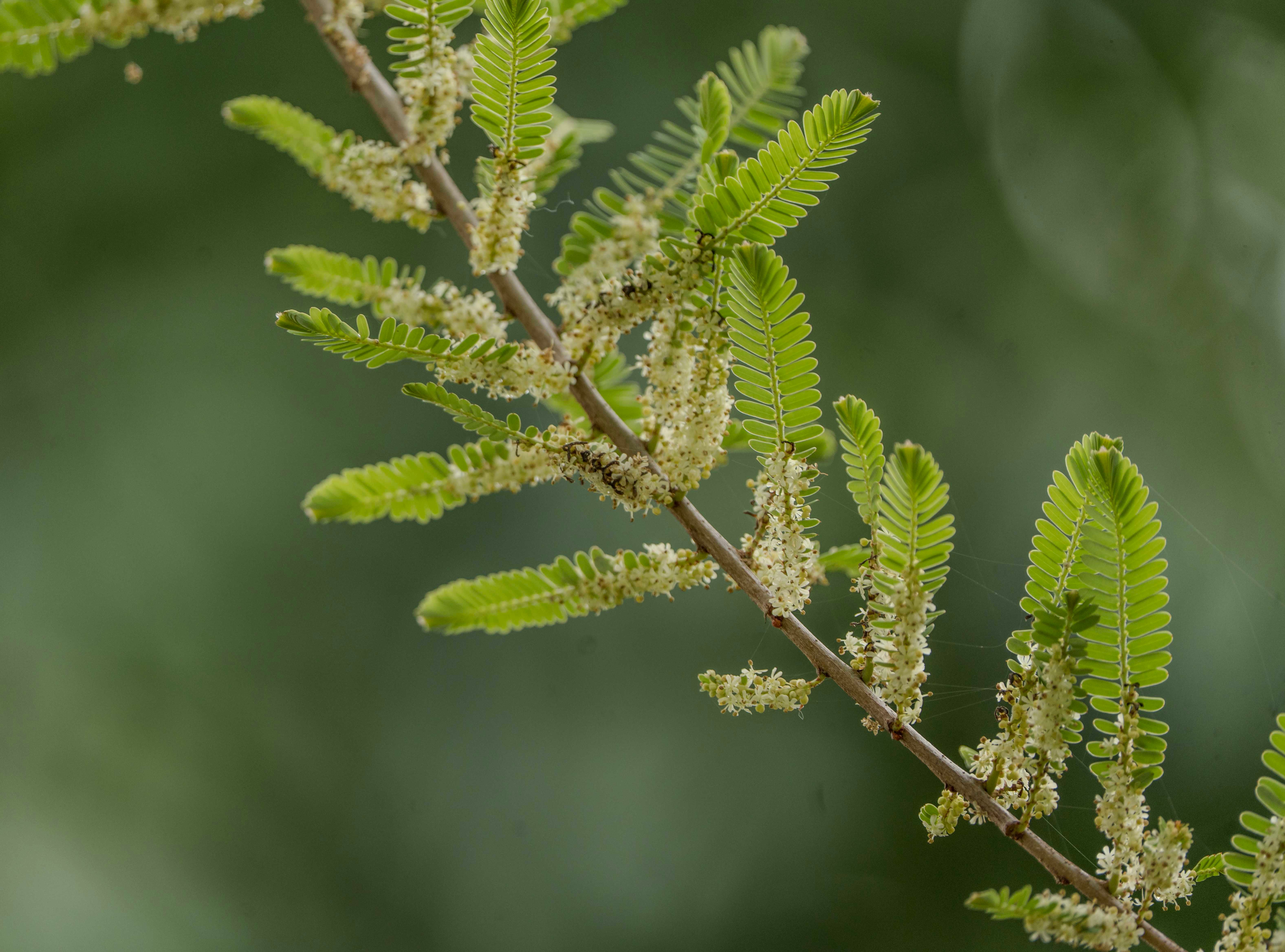 Close-up of Green Acacia Branch with Flowers · Free Stock Photo