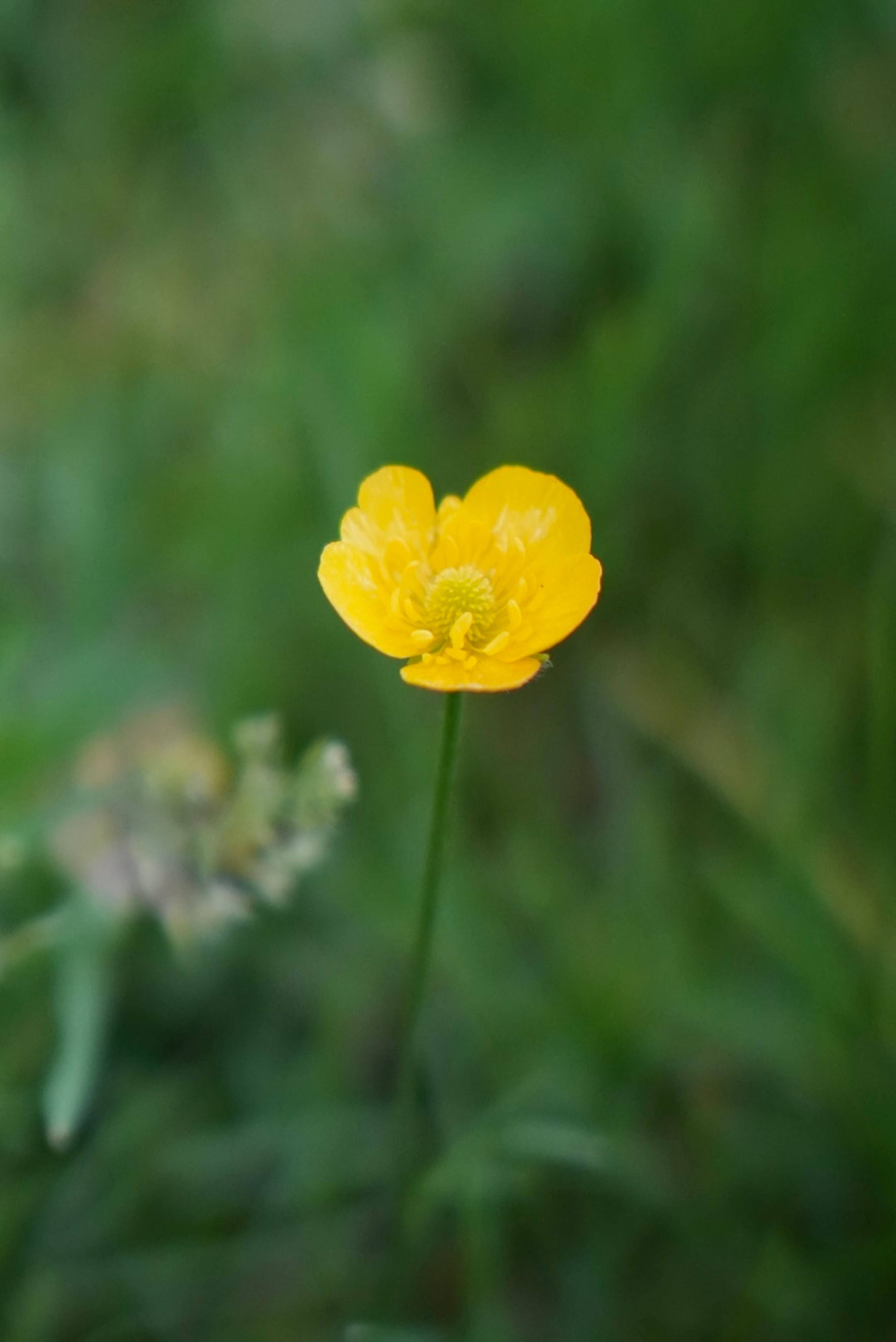 Close-Up of a Vibrant Yellow Buttercup Flower · Free Stock Photo
