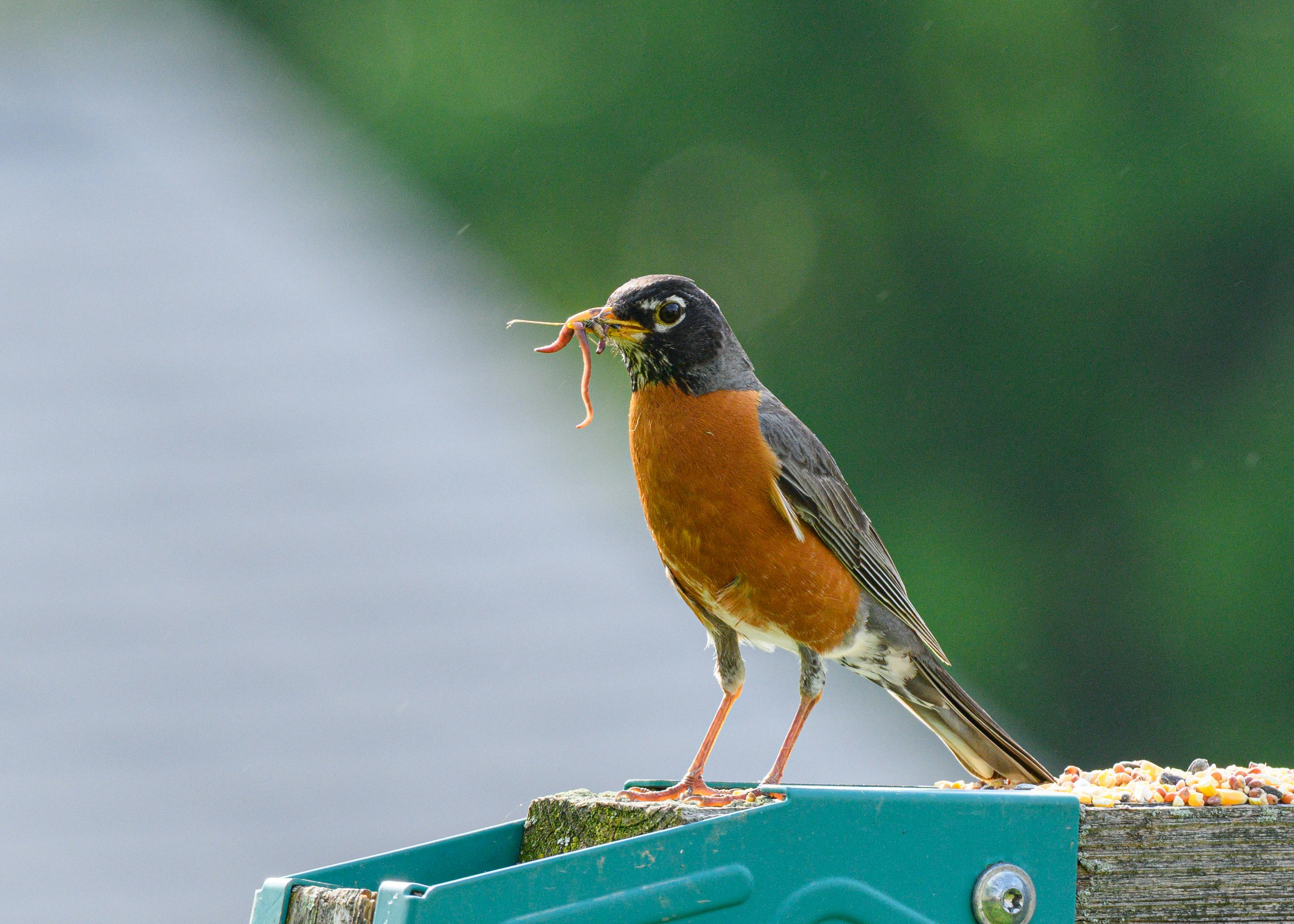 American Robin with Worm on Feeder in Spring · Free Stock Photo