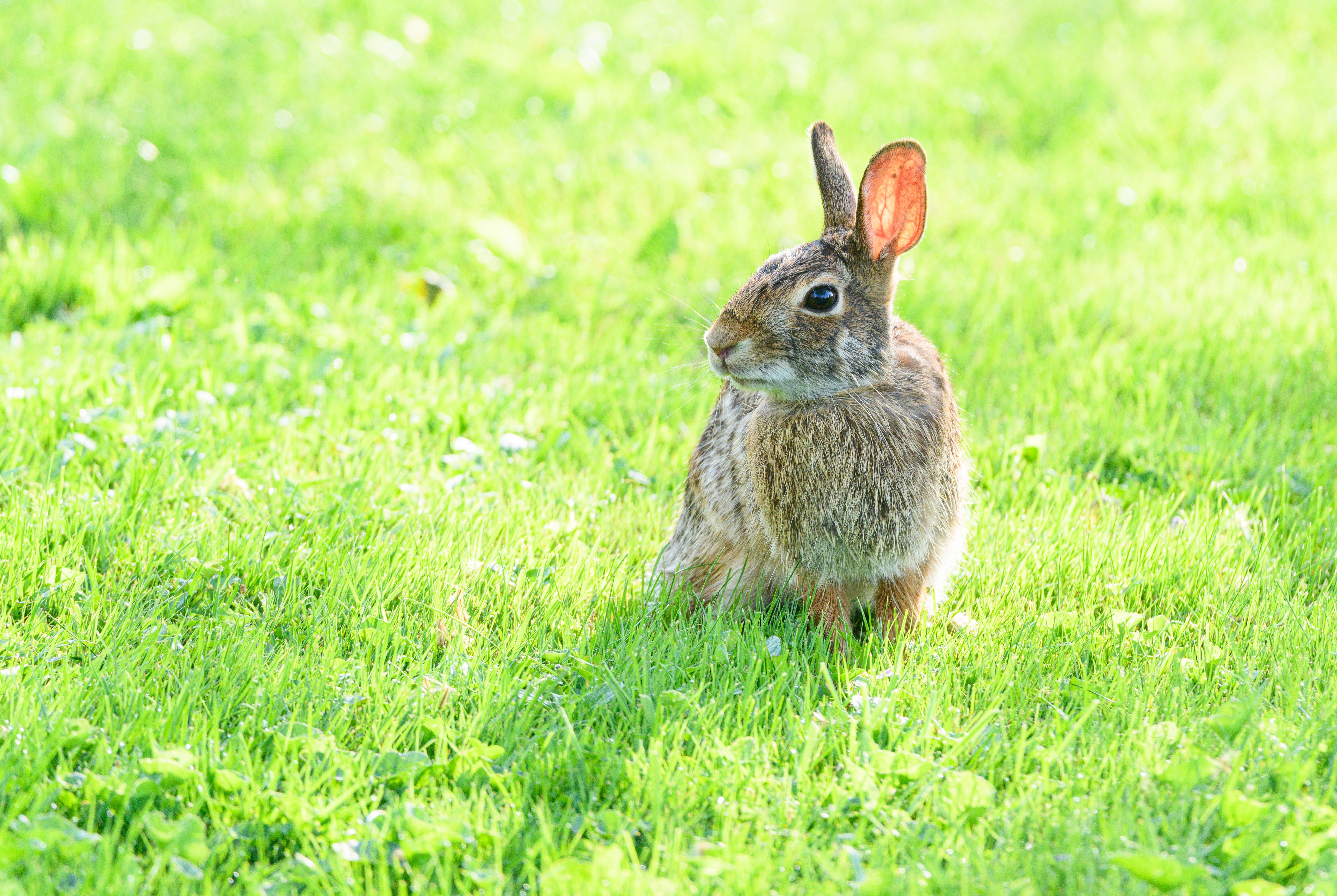 Minilop Rabbit Photos, Download The BEST Free Minilop Rabbit Stock ...
