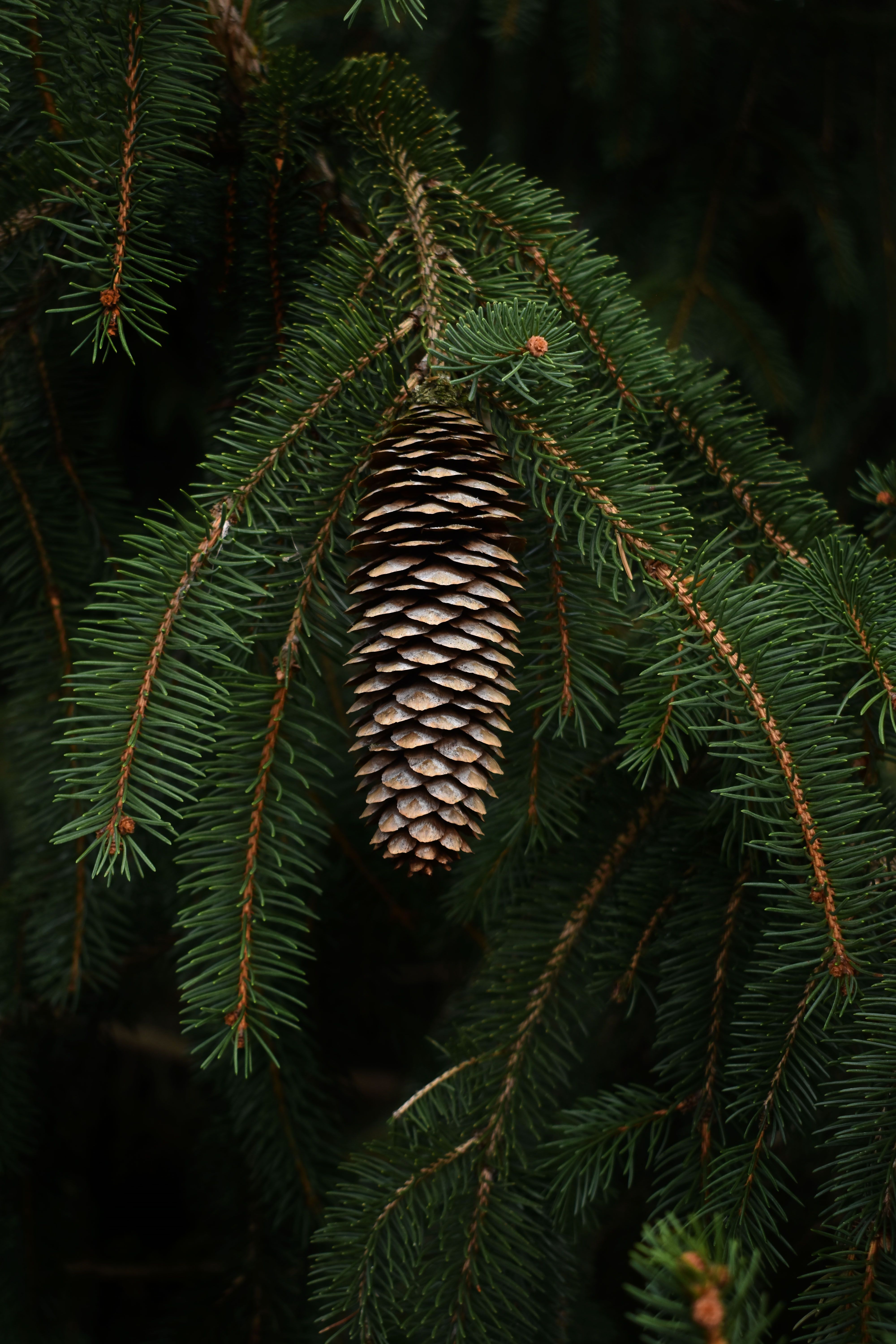 A Green Pine Tree · Free Stock Photo