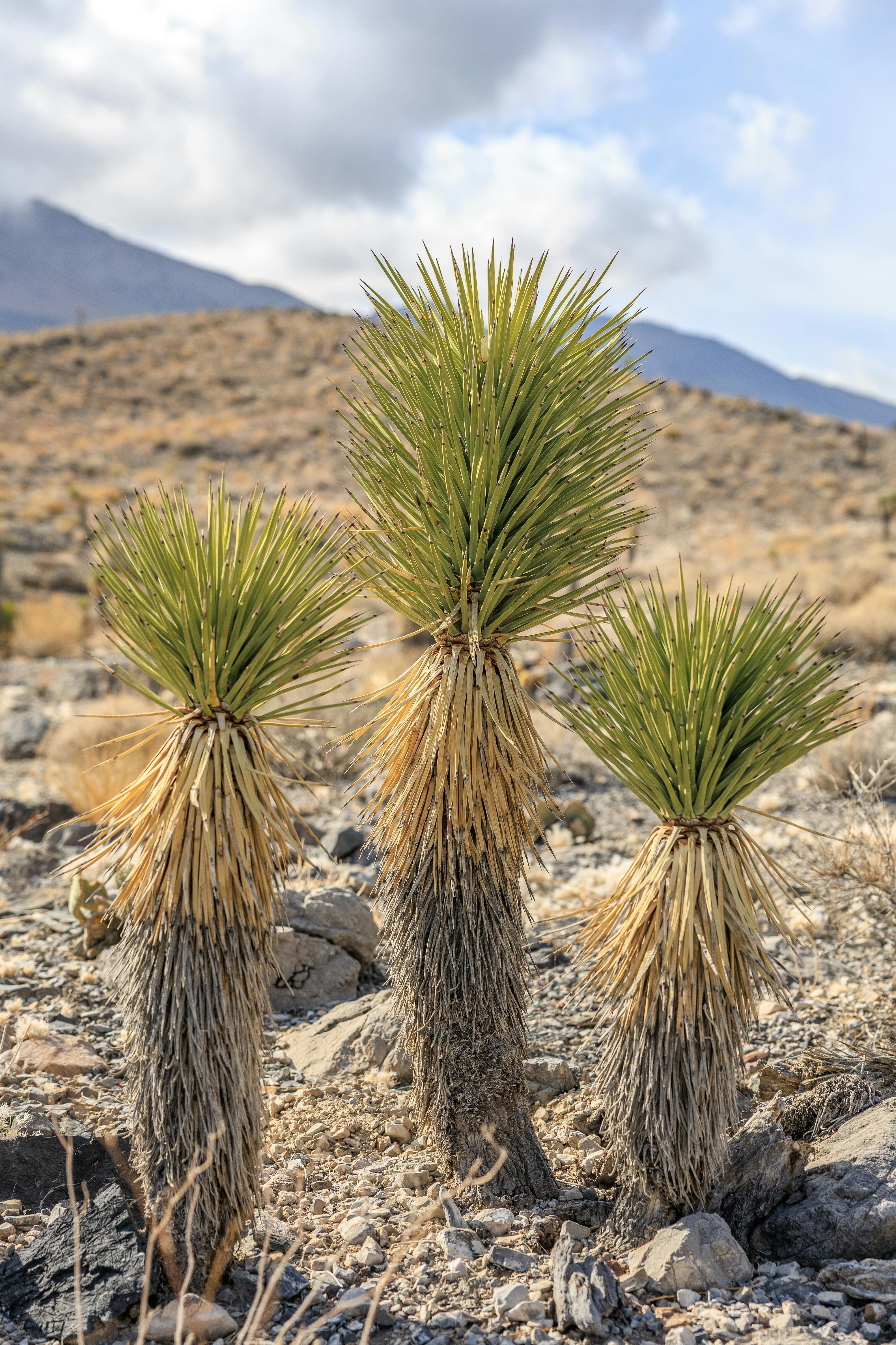 Trio of Desert Yucca in Arid Landscape · Free Stock Photo