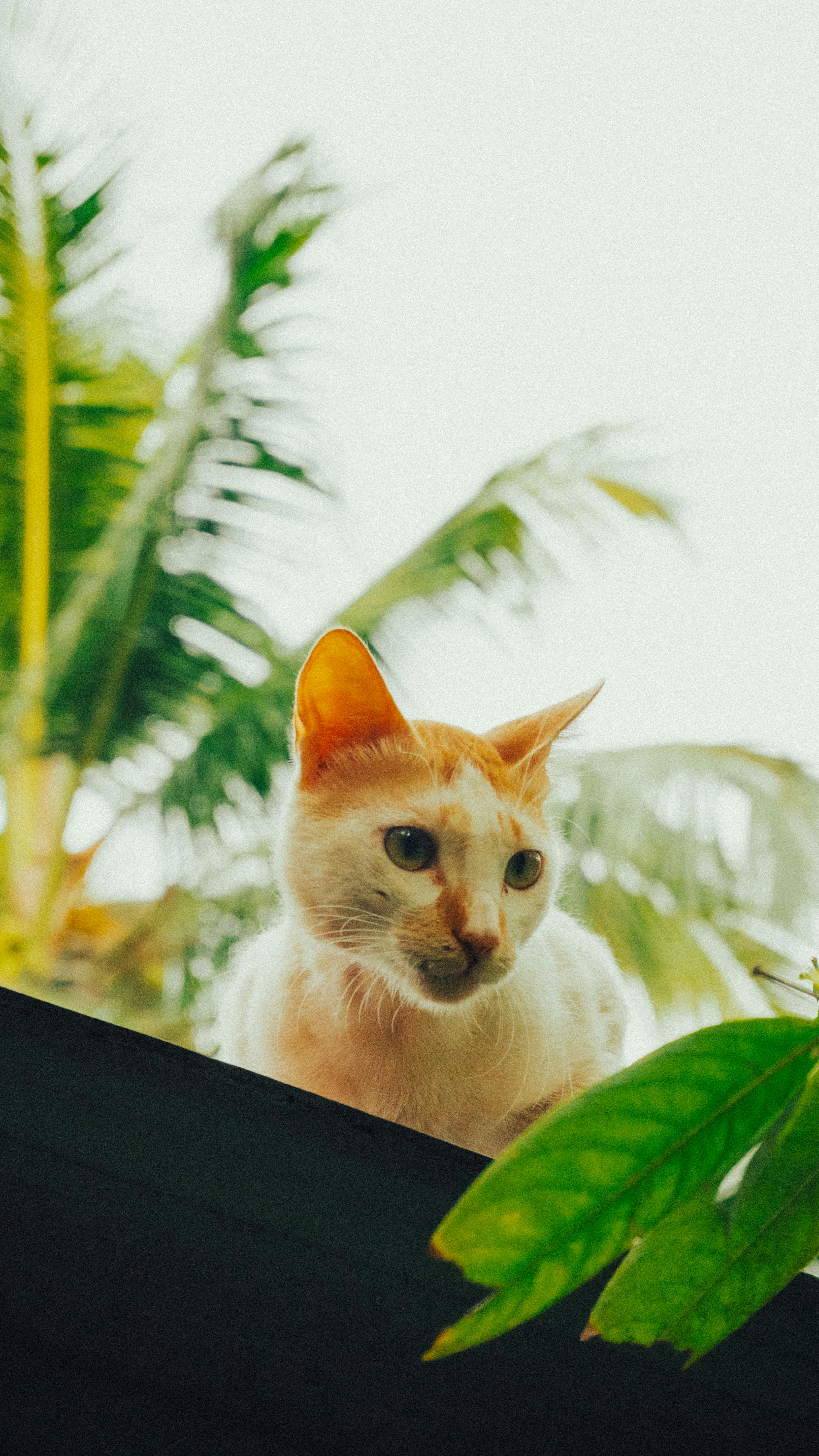 Jorryn Morais - Fotografía