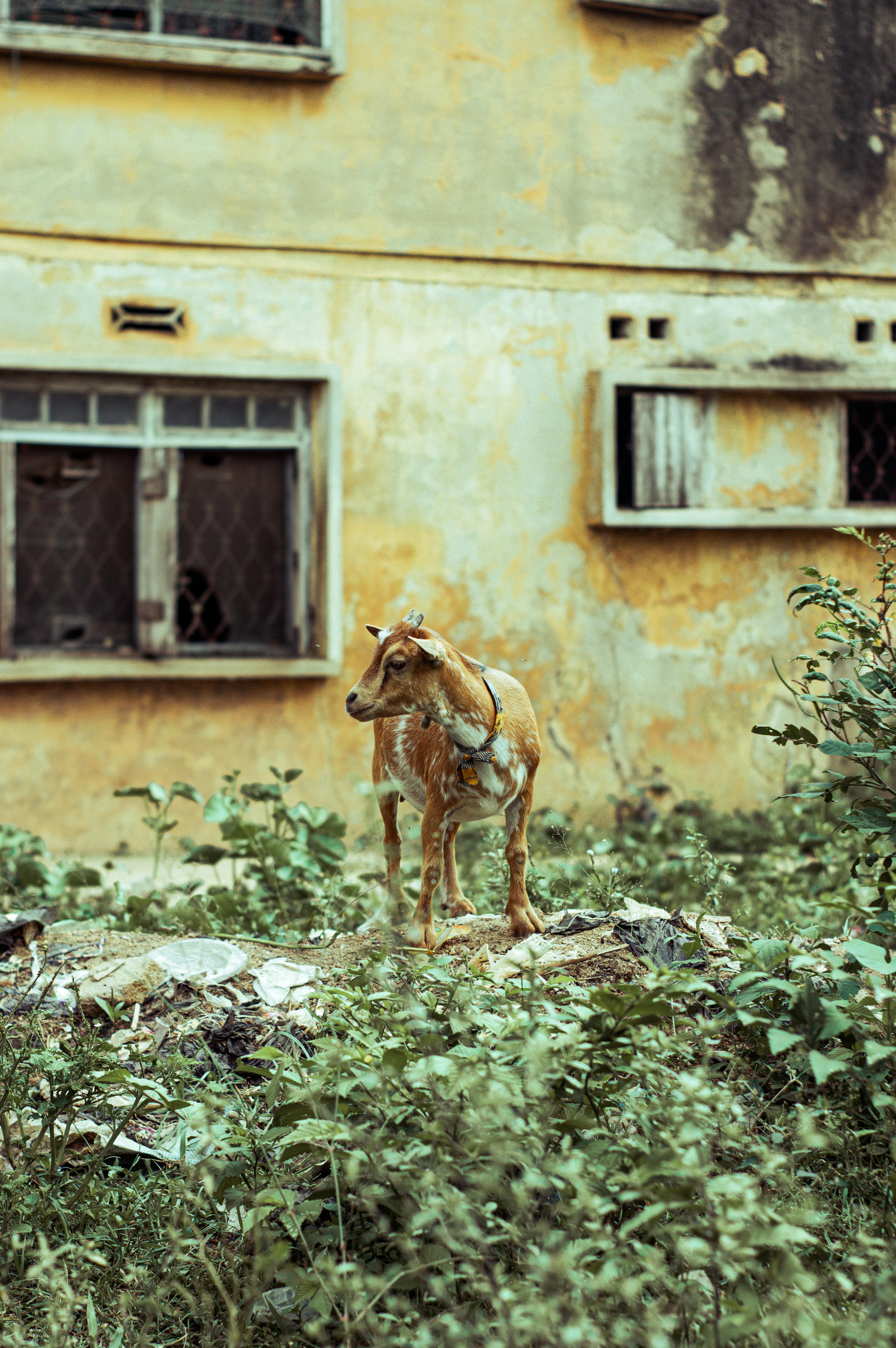 Urban Goat in Overgrown Abandoned Area · Free Stock Photo