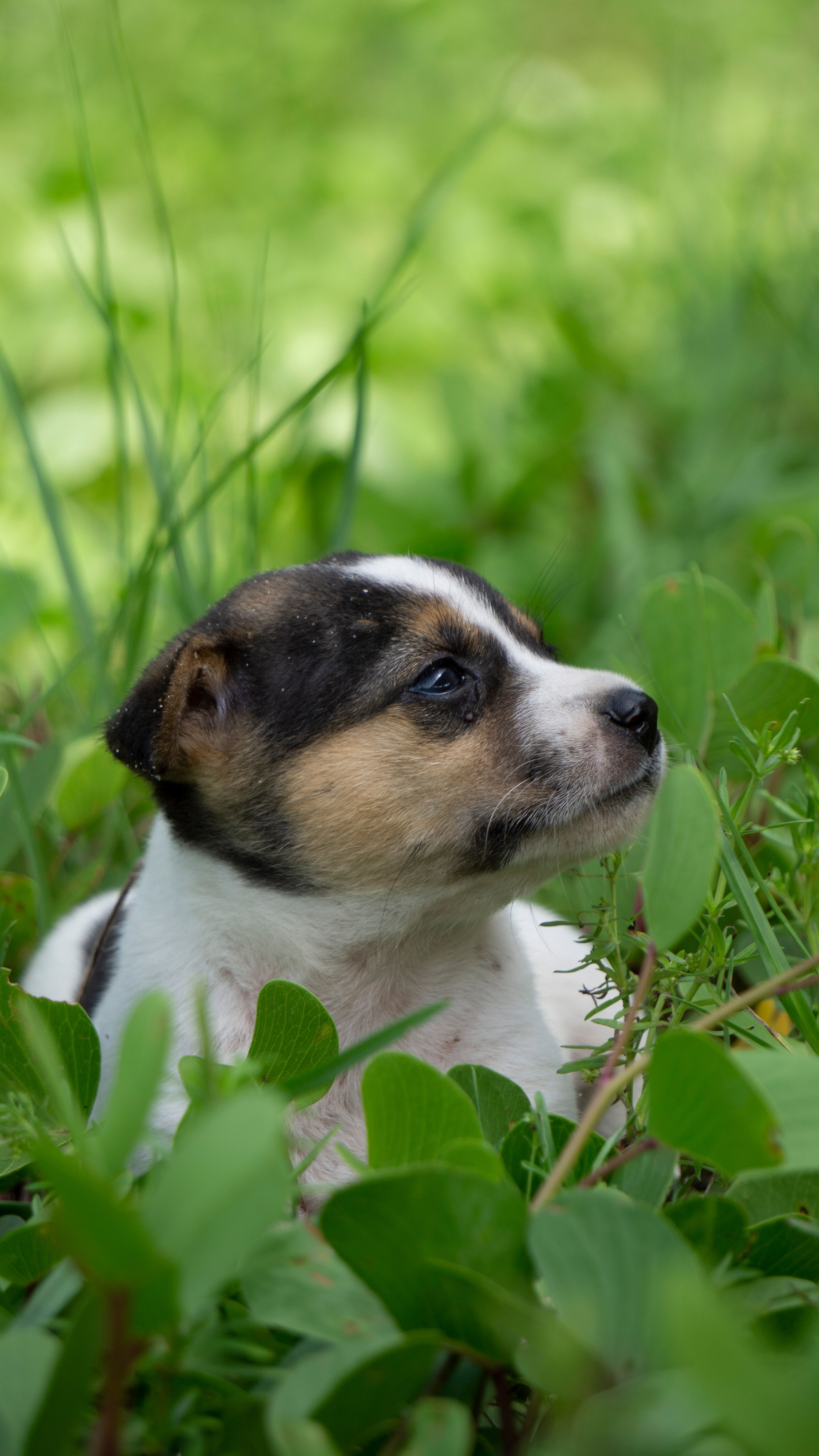 Adorable Puppy in Greenery Outdoors · Free Stock Photo