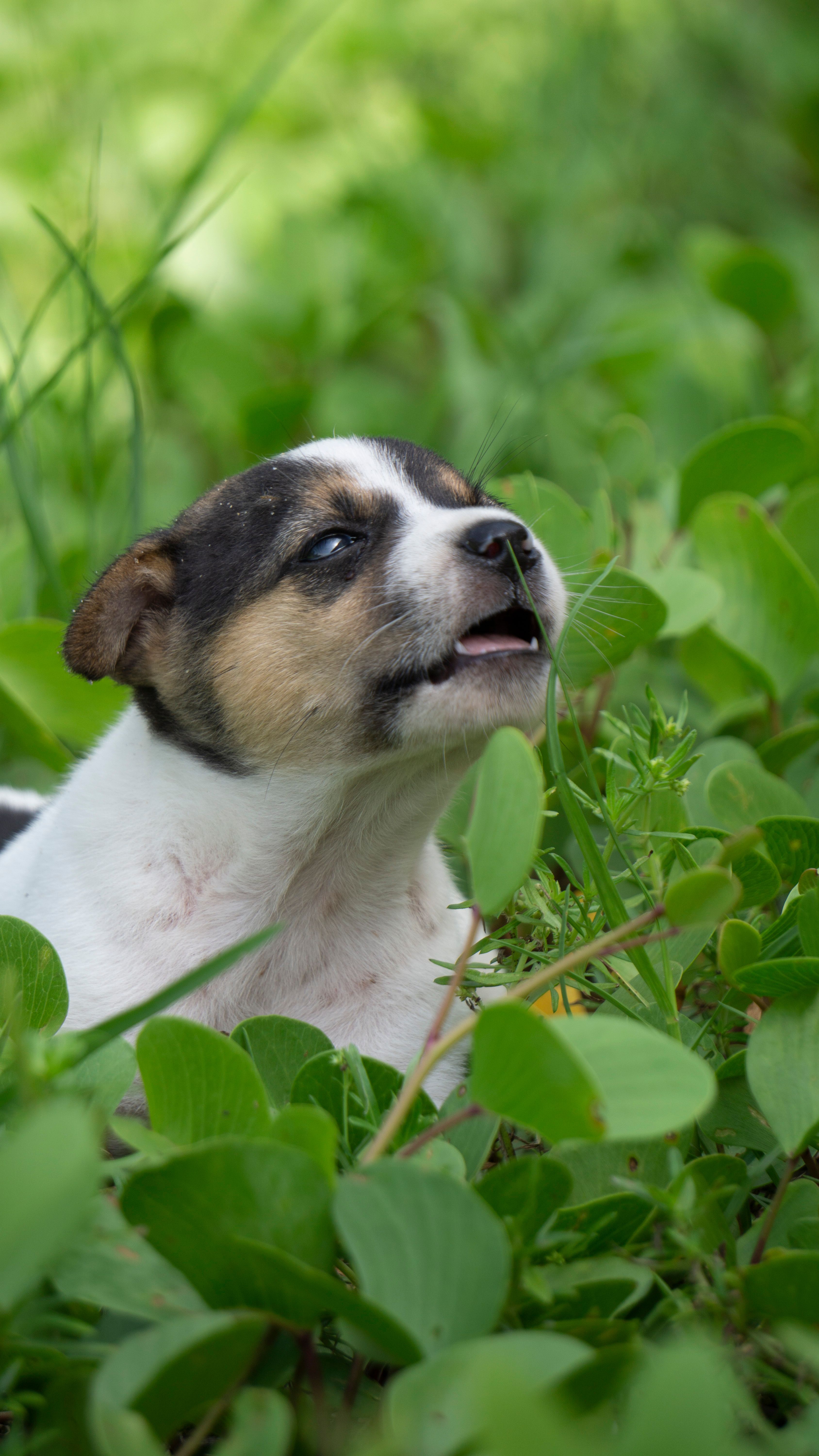 Jp2 Pup Photos, Download The BEST Free Jp2 Pup Stock Photos & HD Images
