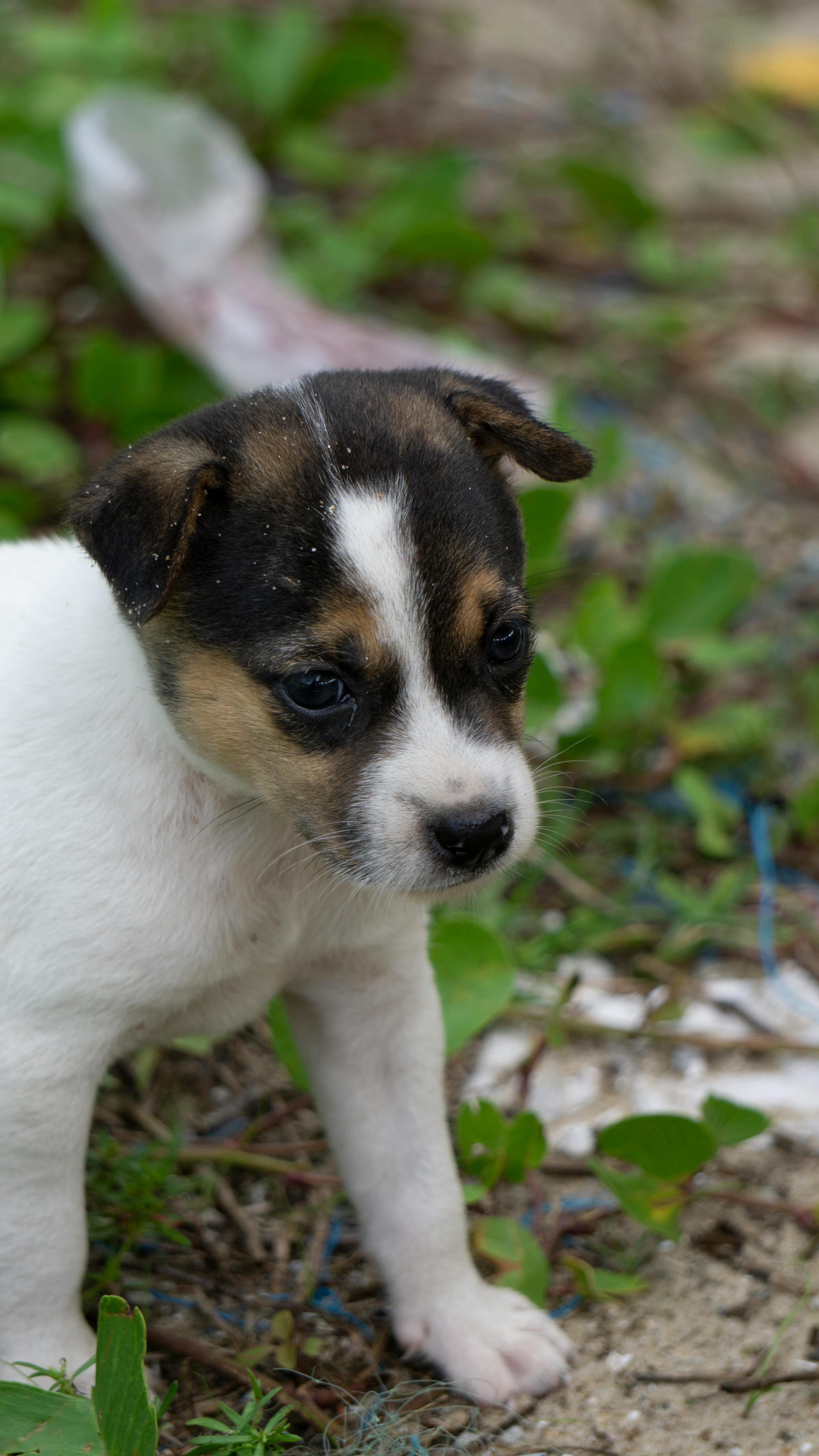 Adorable Jack Russell Terrier Puppy Outdoors · Free Stock Photo