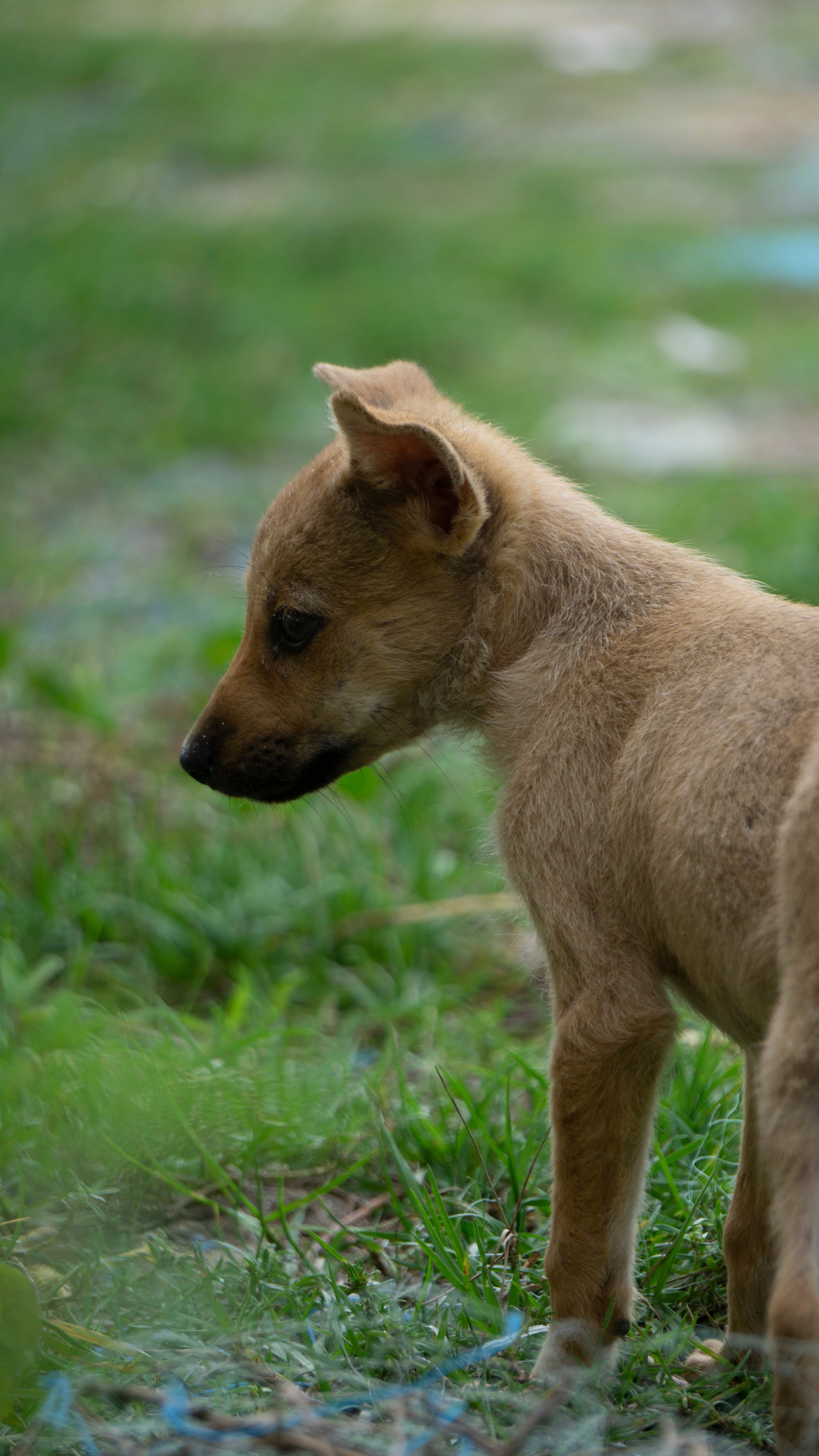 Adorable Brown Puppy Exploring Outdoors · Free Stock Photo