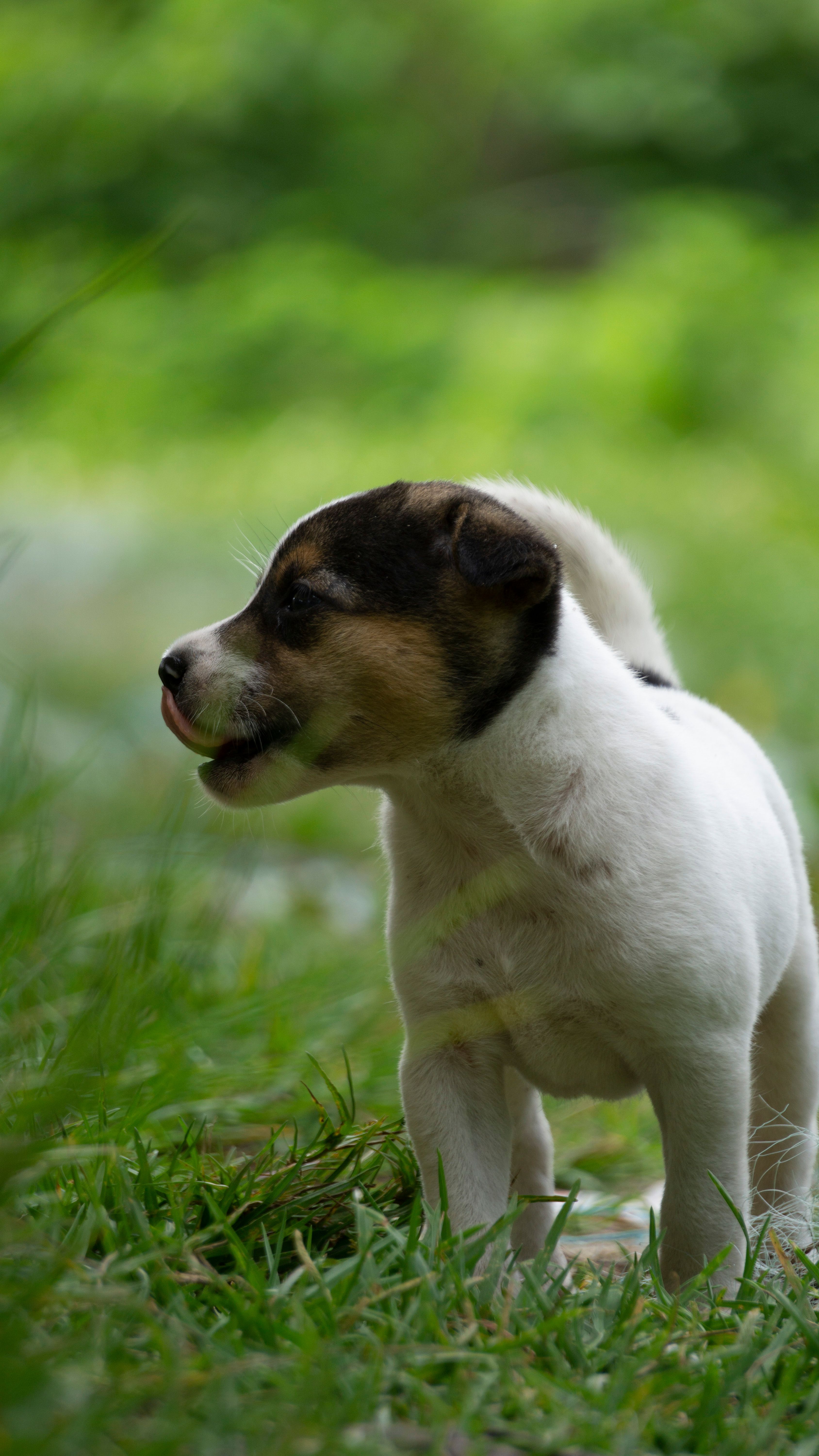 Playful Puppy in Lush Greenery Outdoors · Free Stock Photo