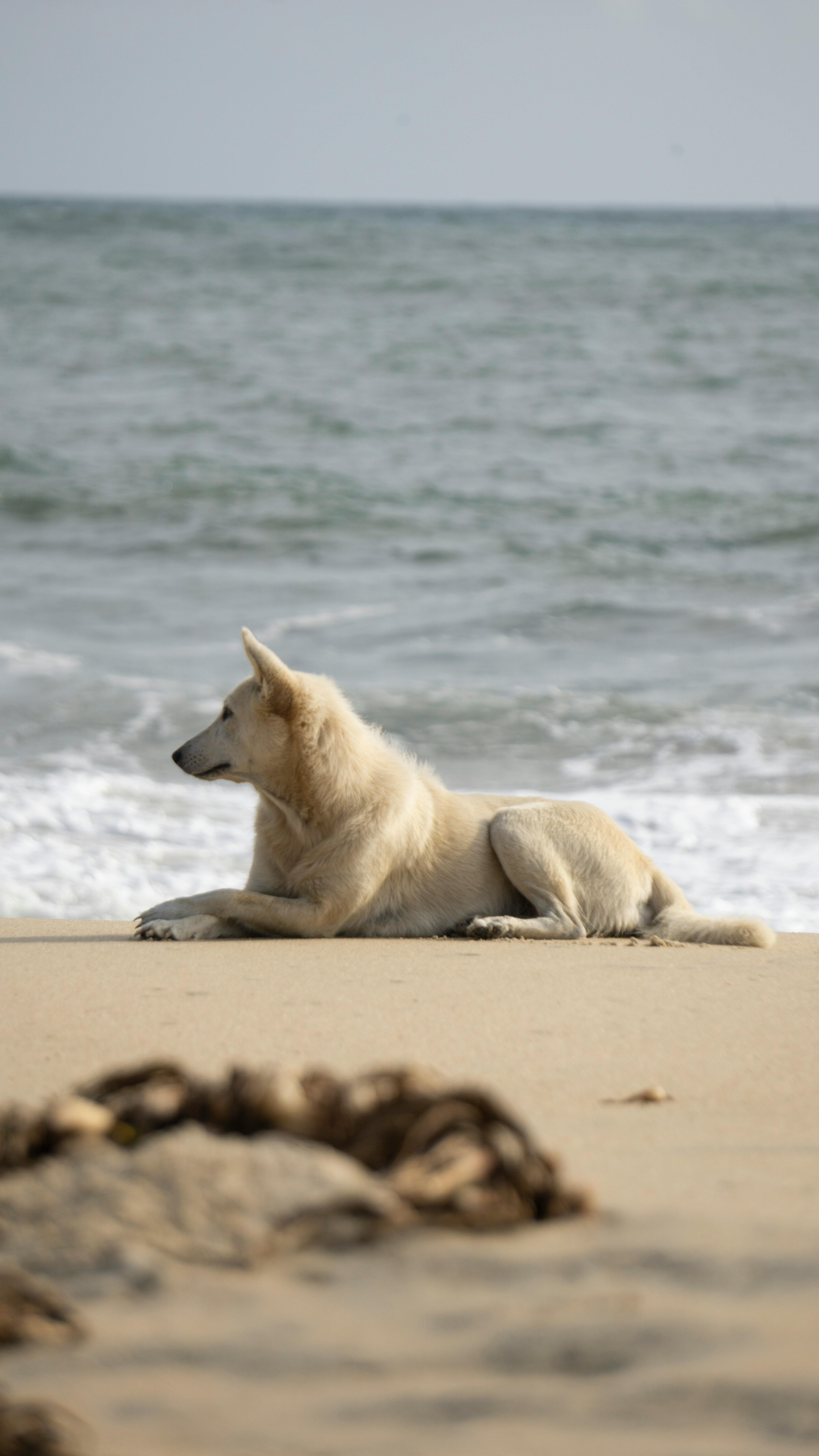 Free Beach Scenes Photos, Download The BEST Free Free Beach Scenes ...