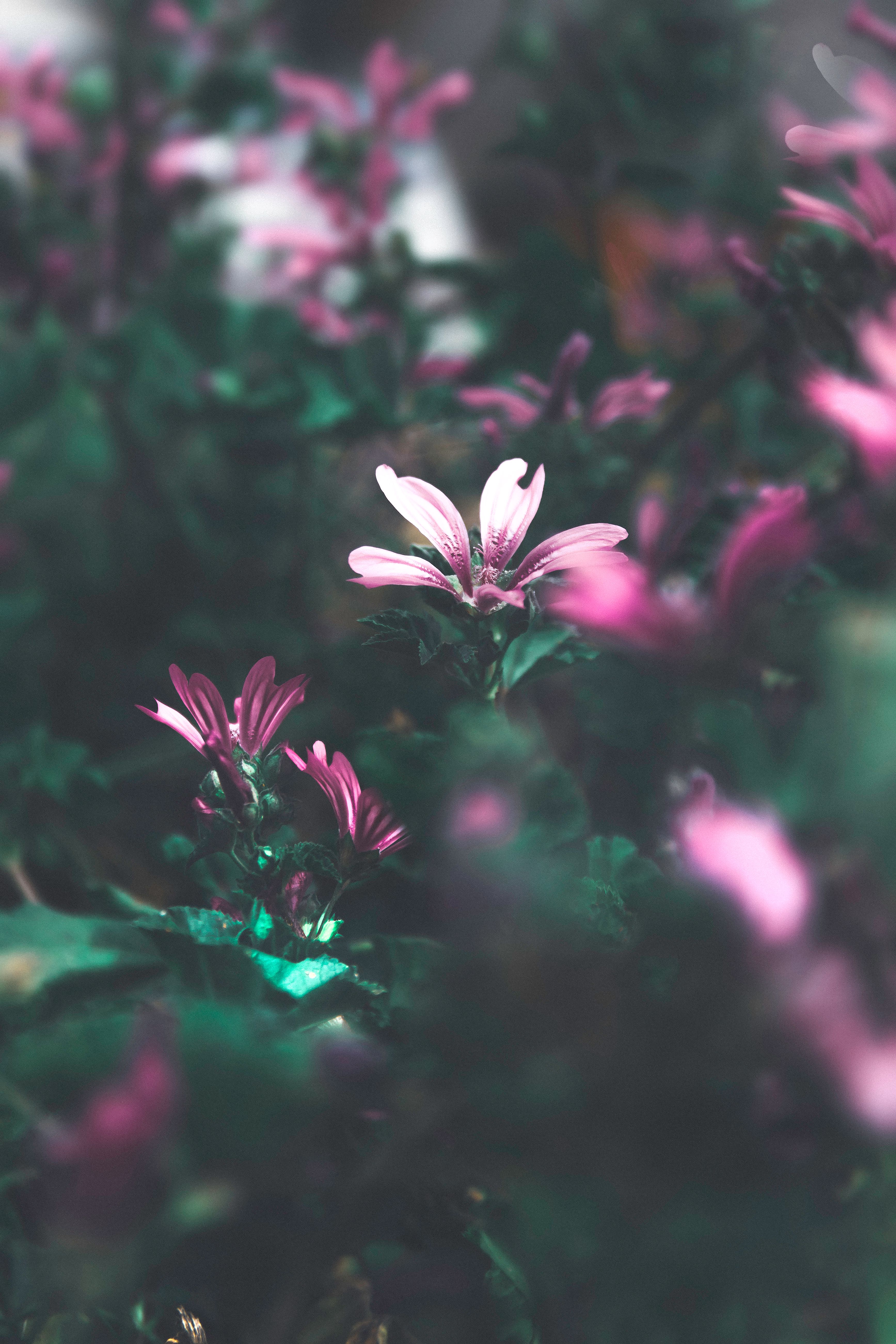 Close-Up of Pink Flowers in Lush Greenery · Free Stock Photo