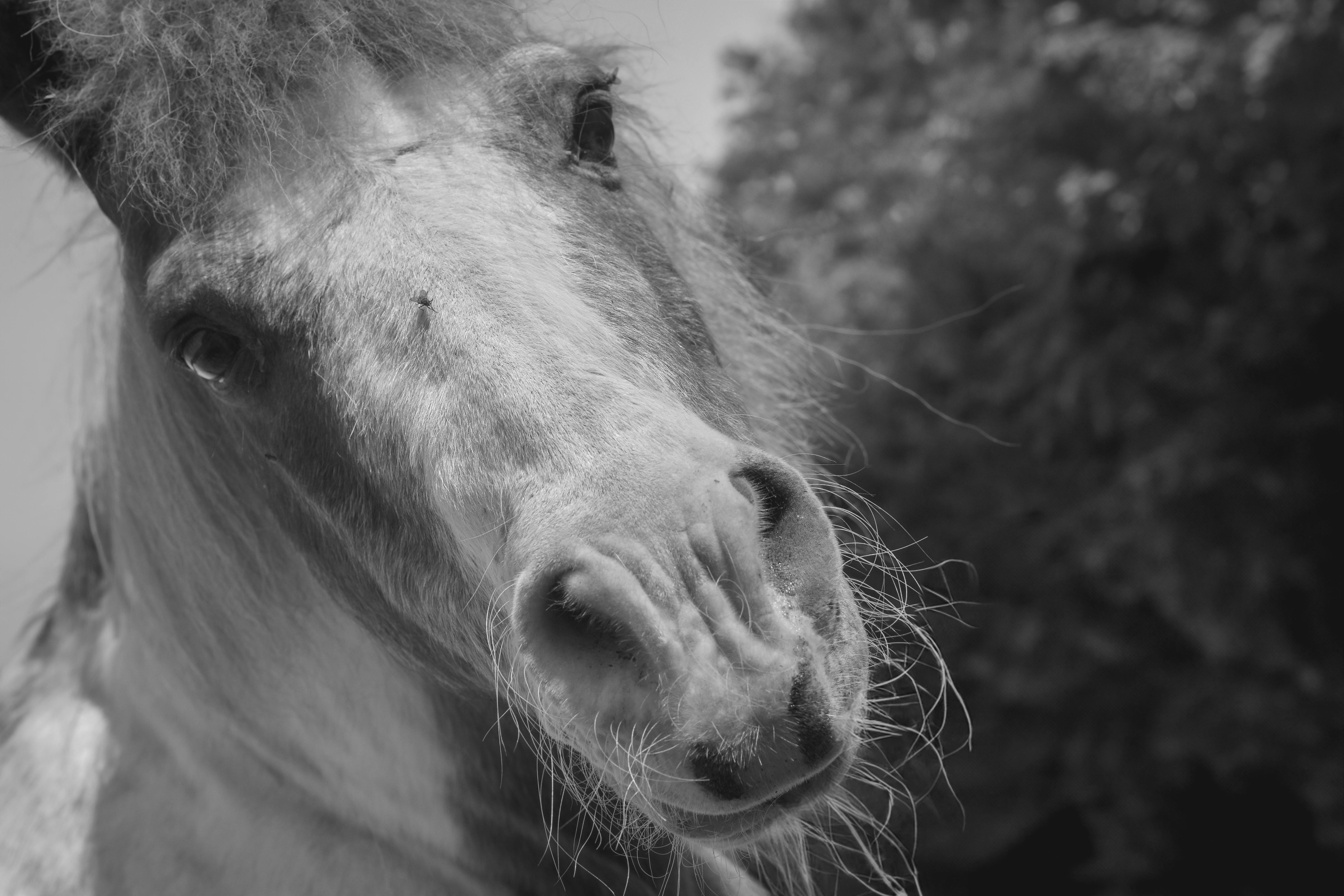 Mammal Insect Photos, Download The BEST Free Mammal Insect Stock Photos ...