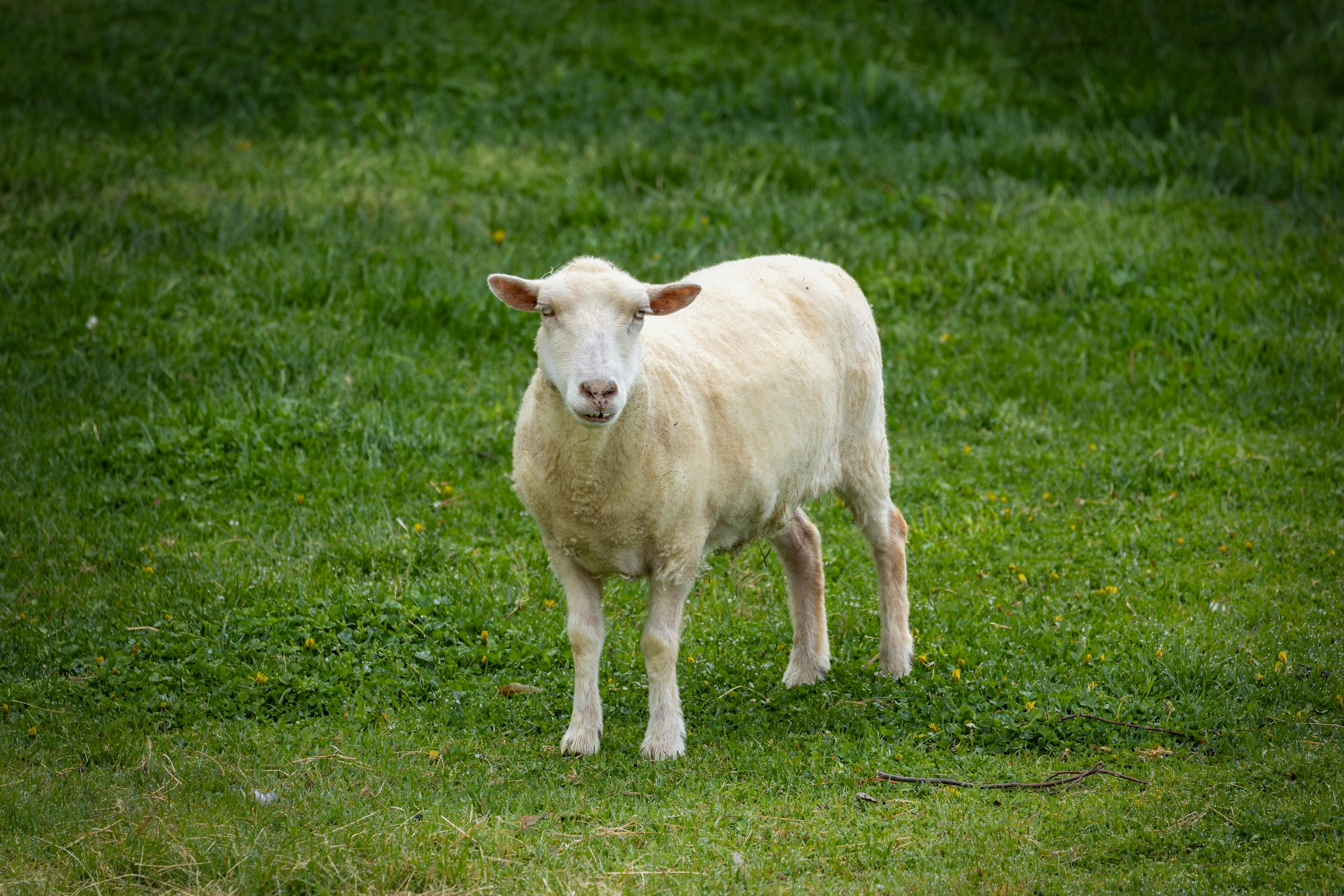 Green Gfx Photos, Download The BEST Free Green Gfx Stock Photos & HD Images