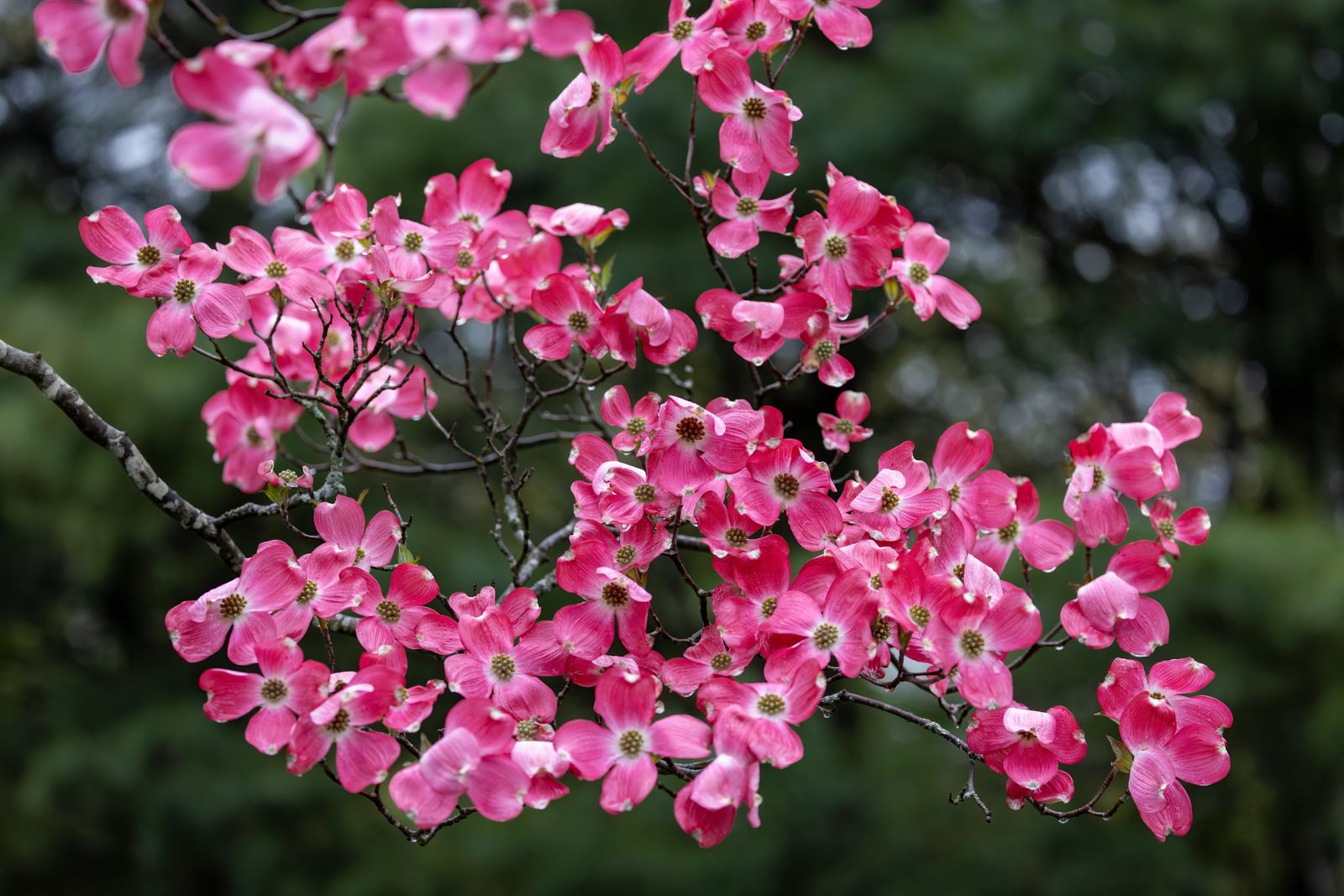 Pink Hd Wallpapers Photos, Download The BEST Free Pink Hd Wallpapers ...