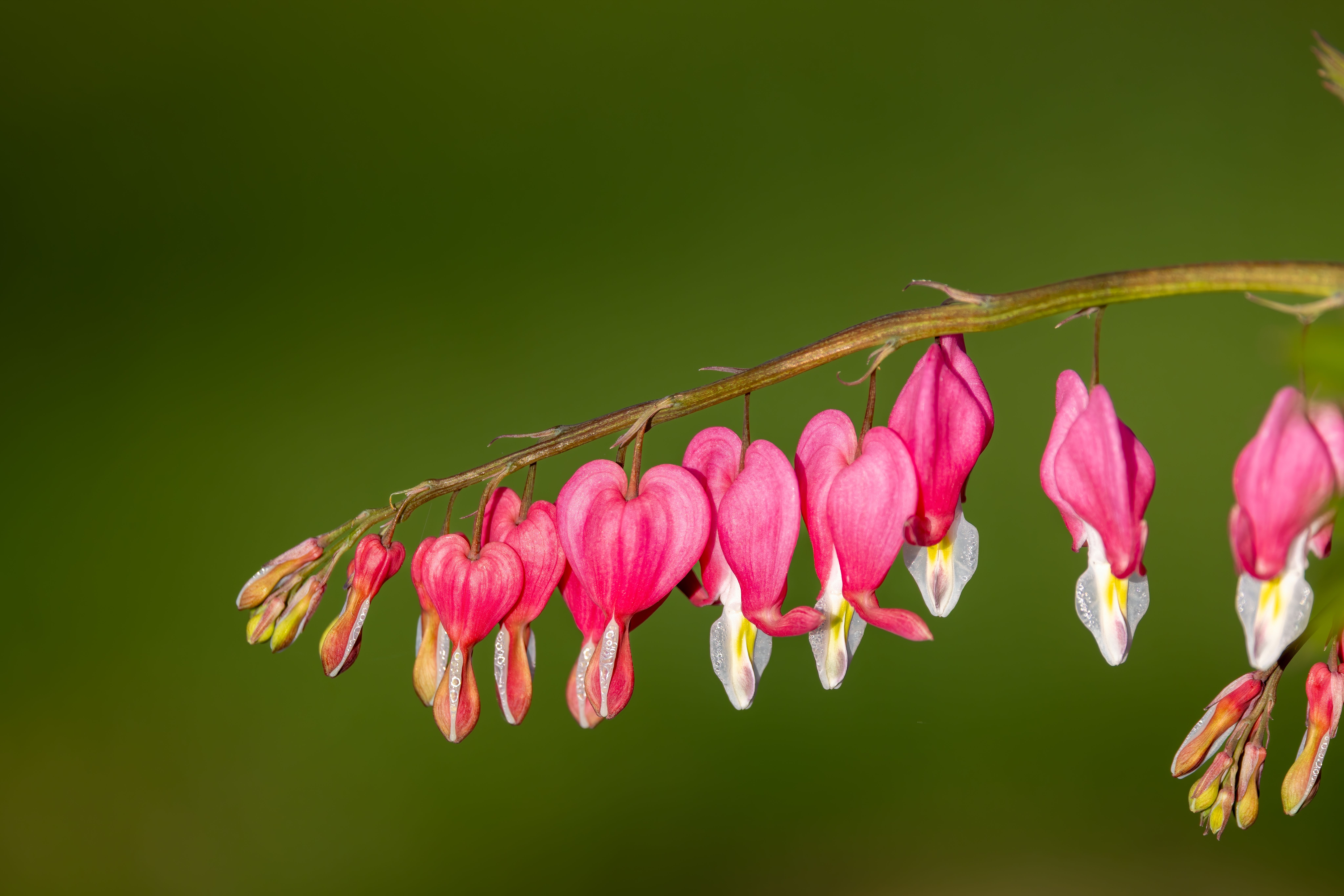 Pink Bleeding Hearts in Bloom during Spring · Free Stock Photo
