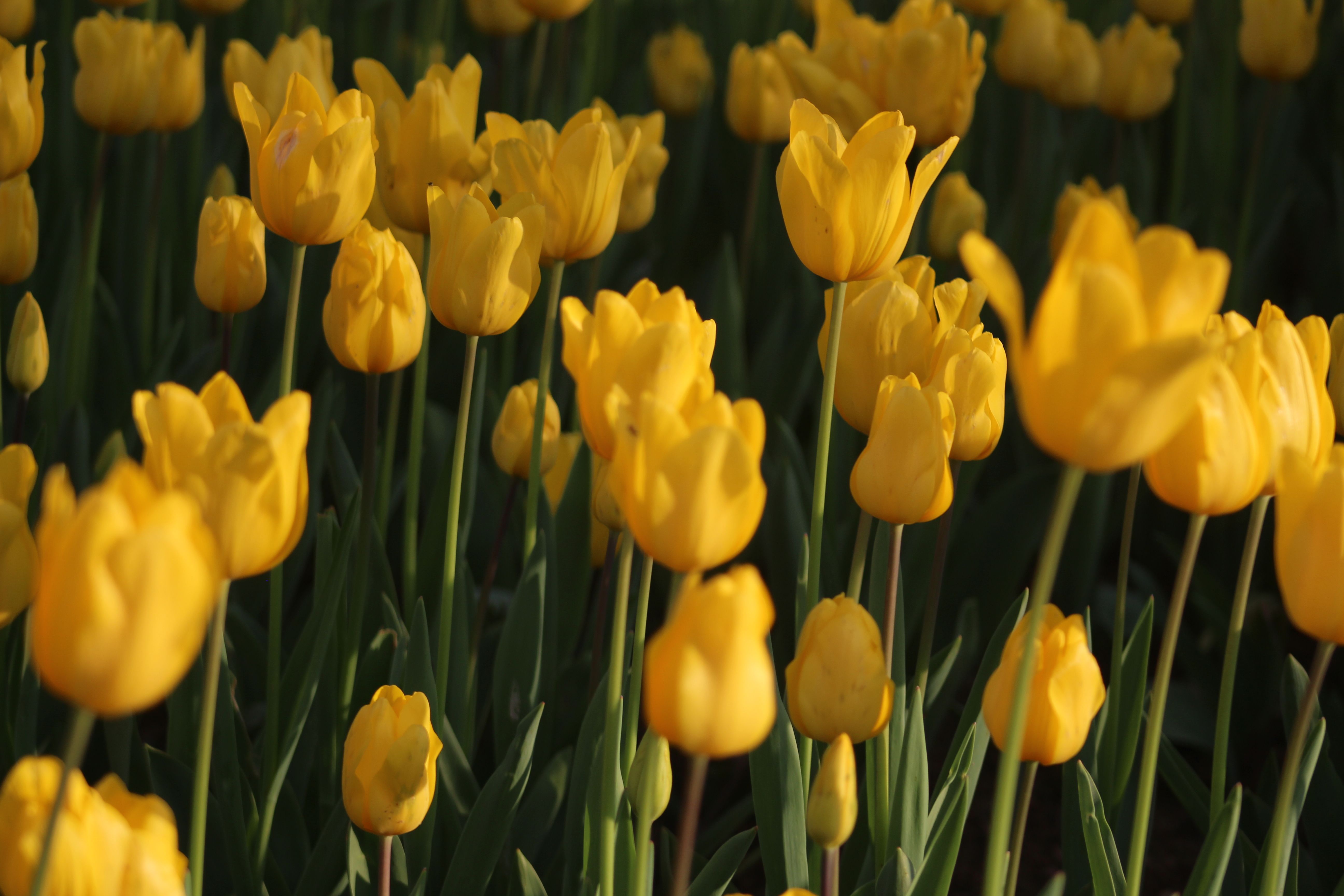 Vibrant Yellow Tulip Field Captured in Spring · Free Stock Photo