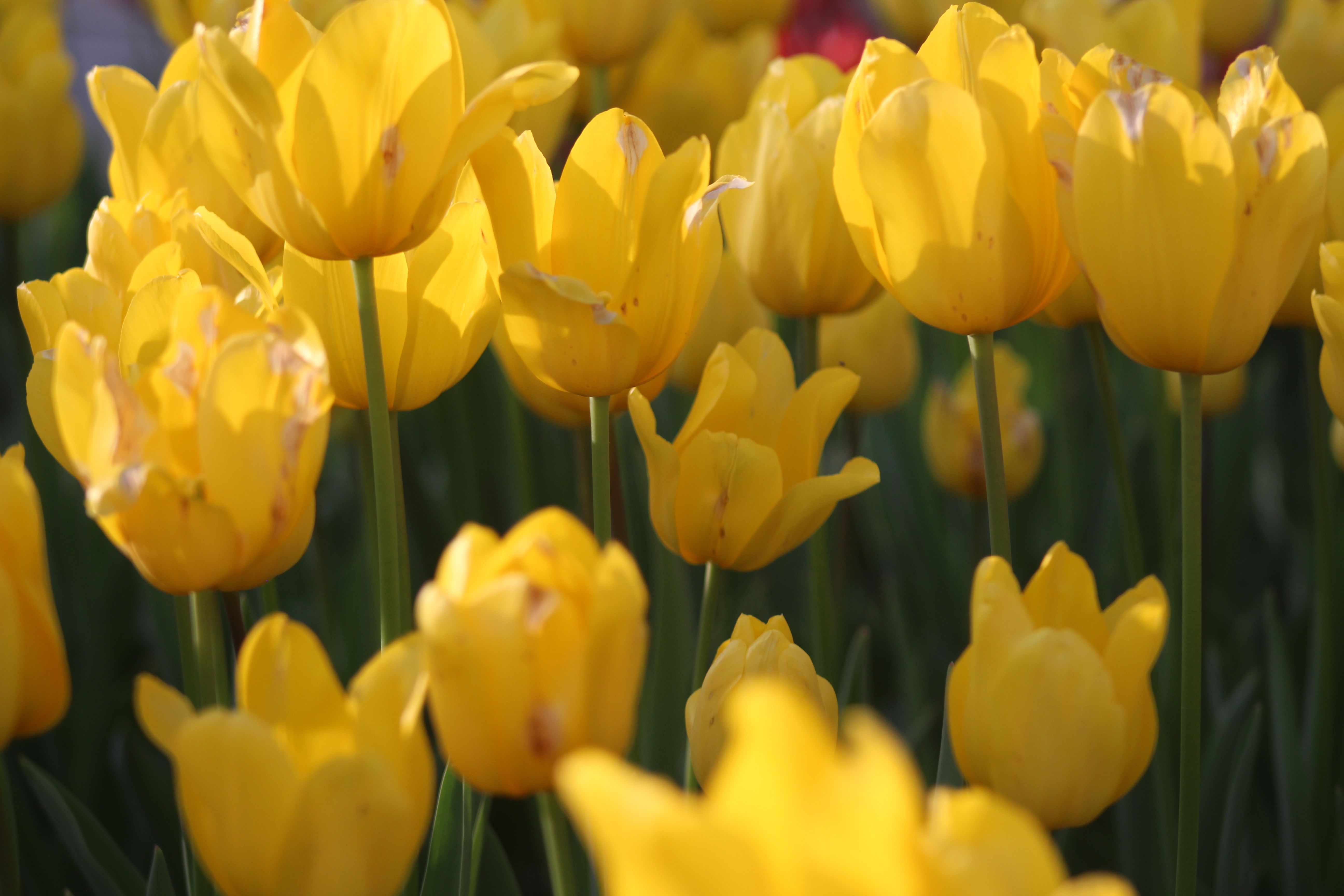 Yellow Tulips Field Photos, Download The BEST Free Yellow Tulips Field ...