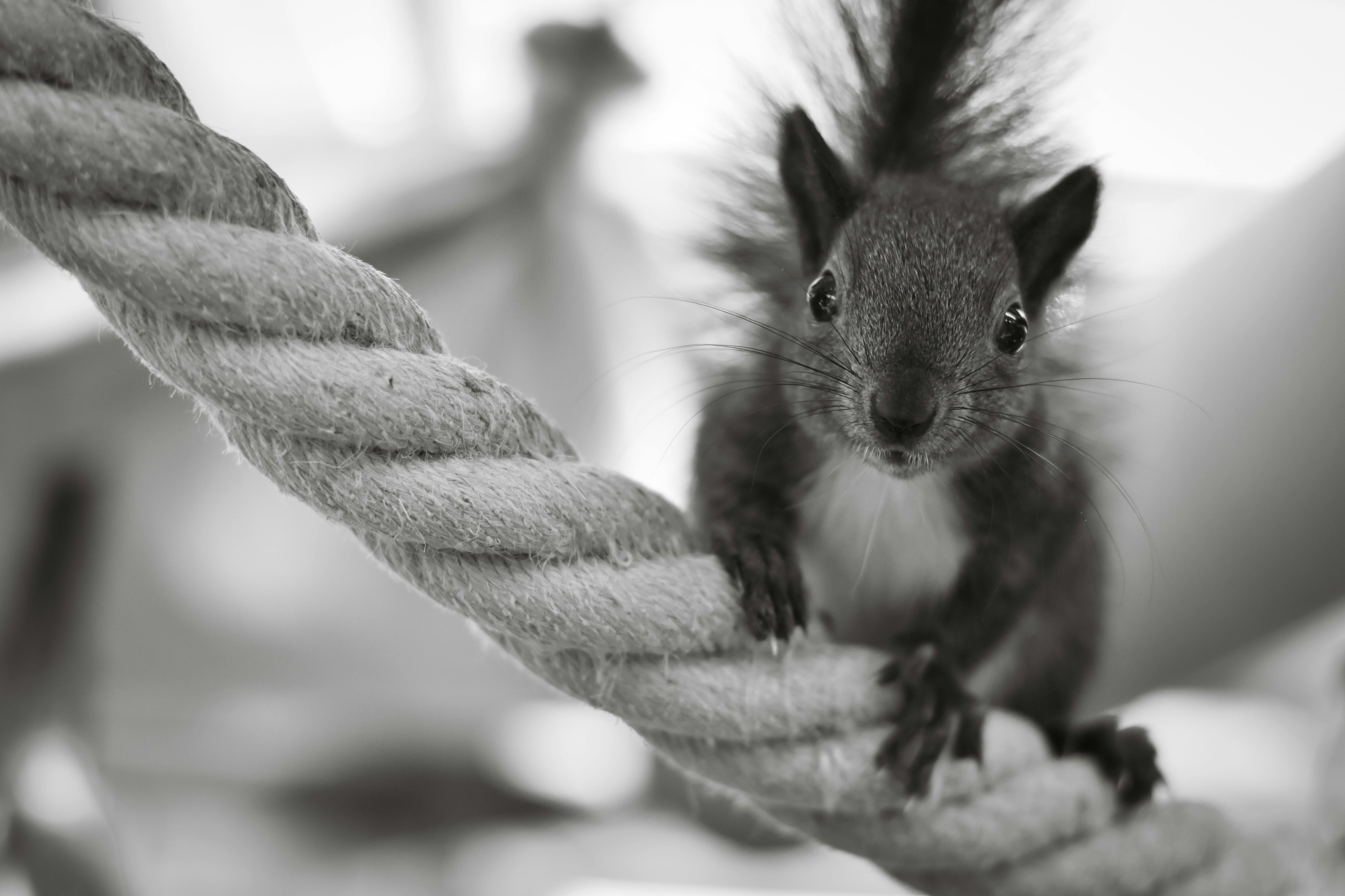 Rope Eminem Kryt Photos, Download The BEST Free Rope Eminem Kryt Stock ...