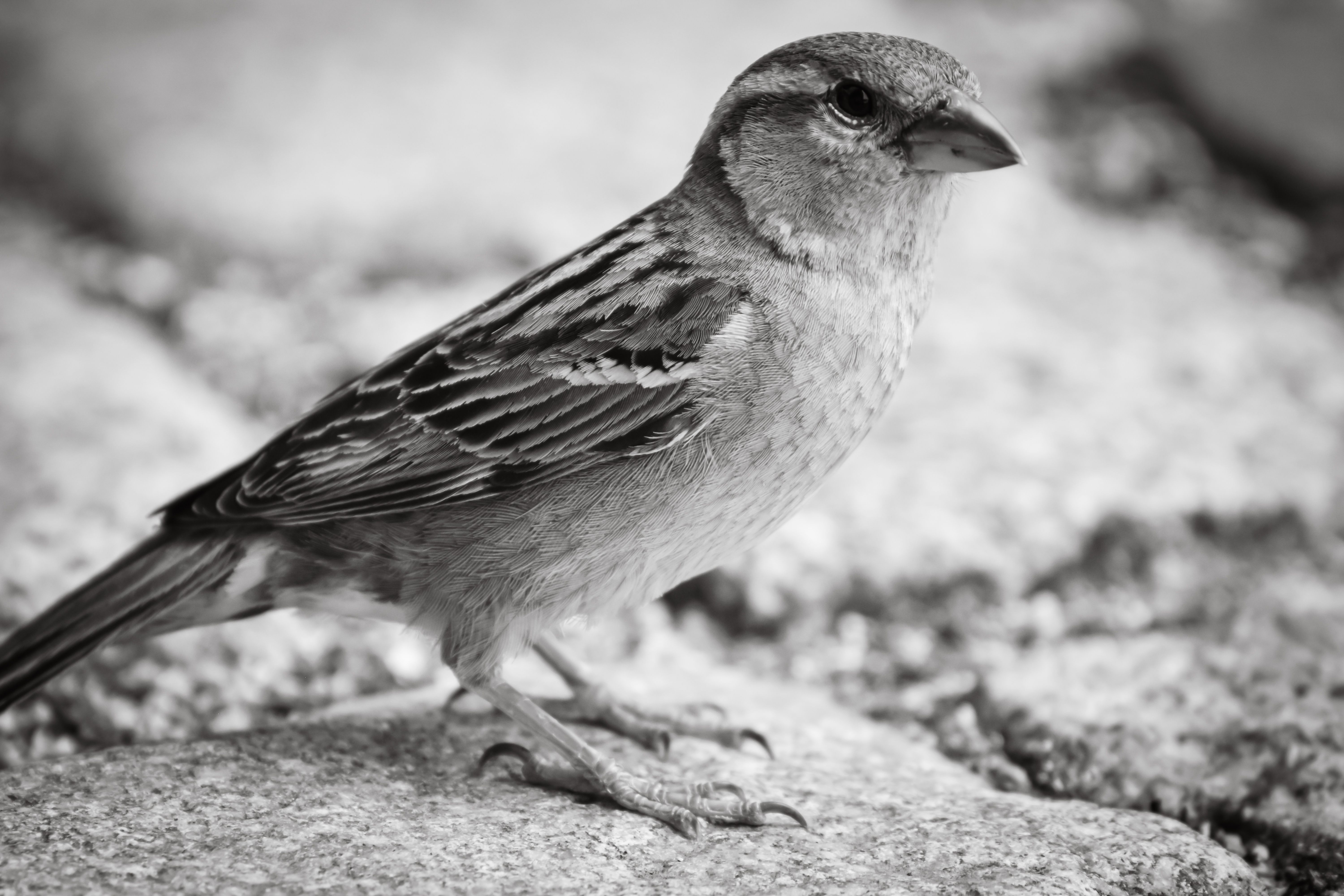 Sparrow Images Photos, Download The BEST Free Sparrow Images Stock ...