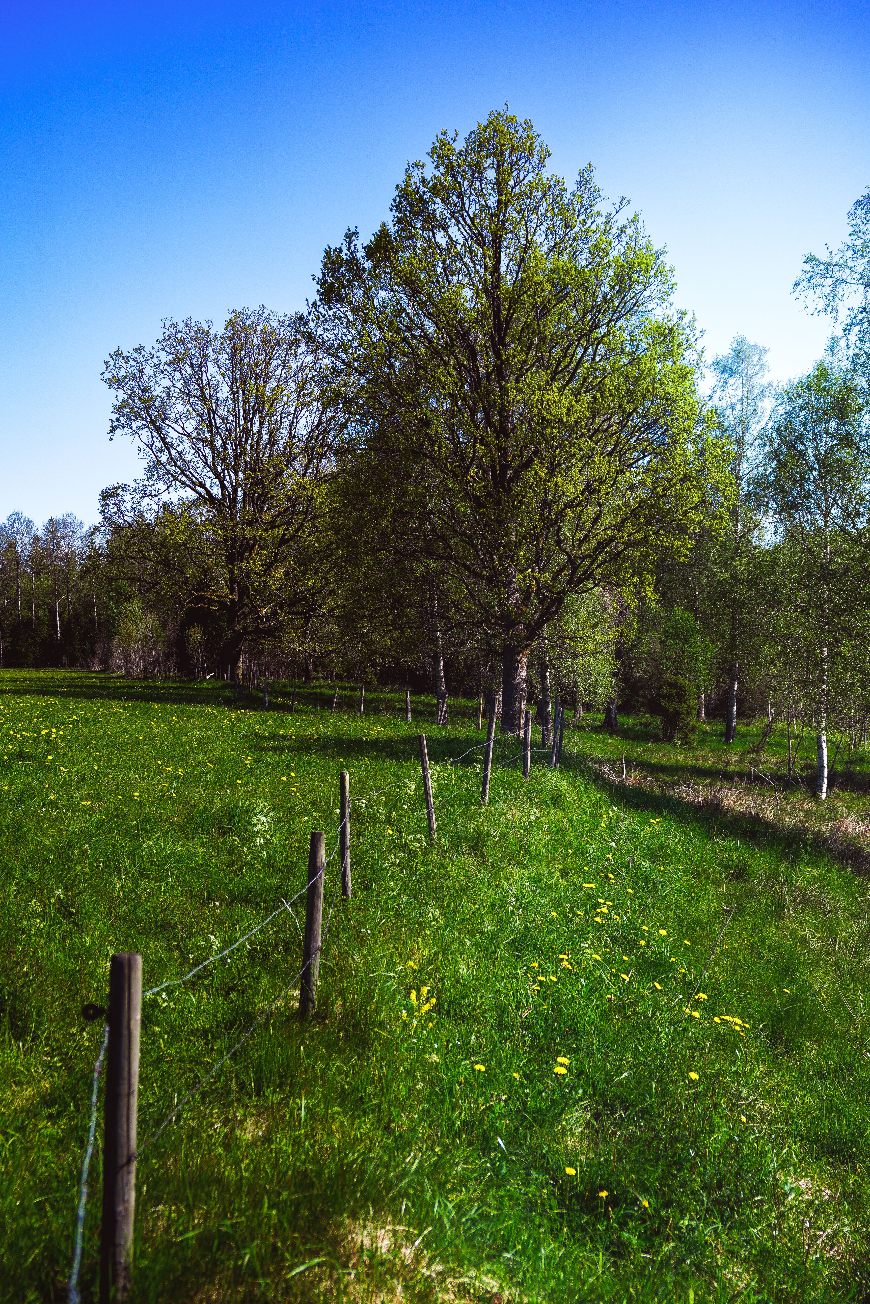Peaceful Spring Meadow with Blooming Trees · Free Stock Photo