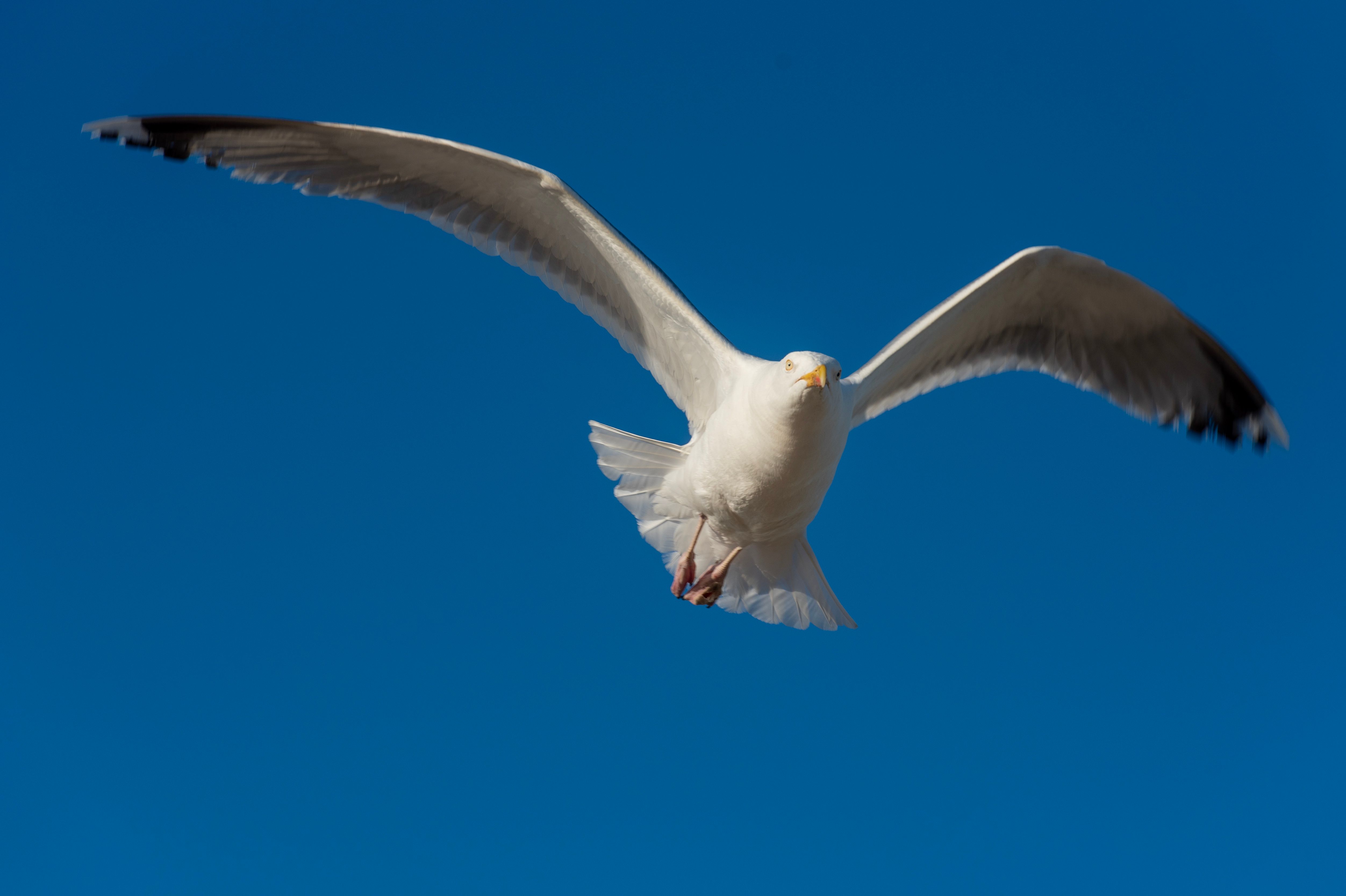 Close-up of a Flying Seagull · Free Stock Photo