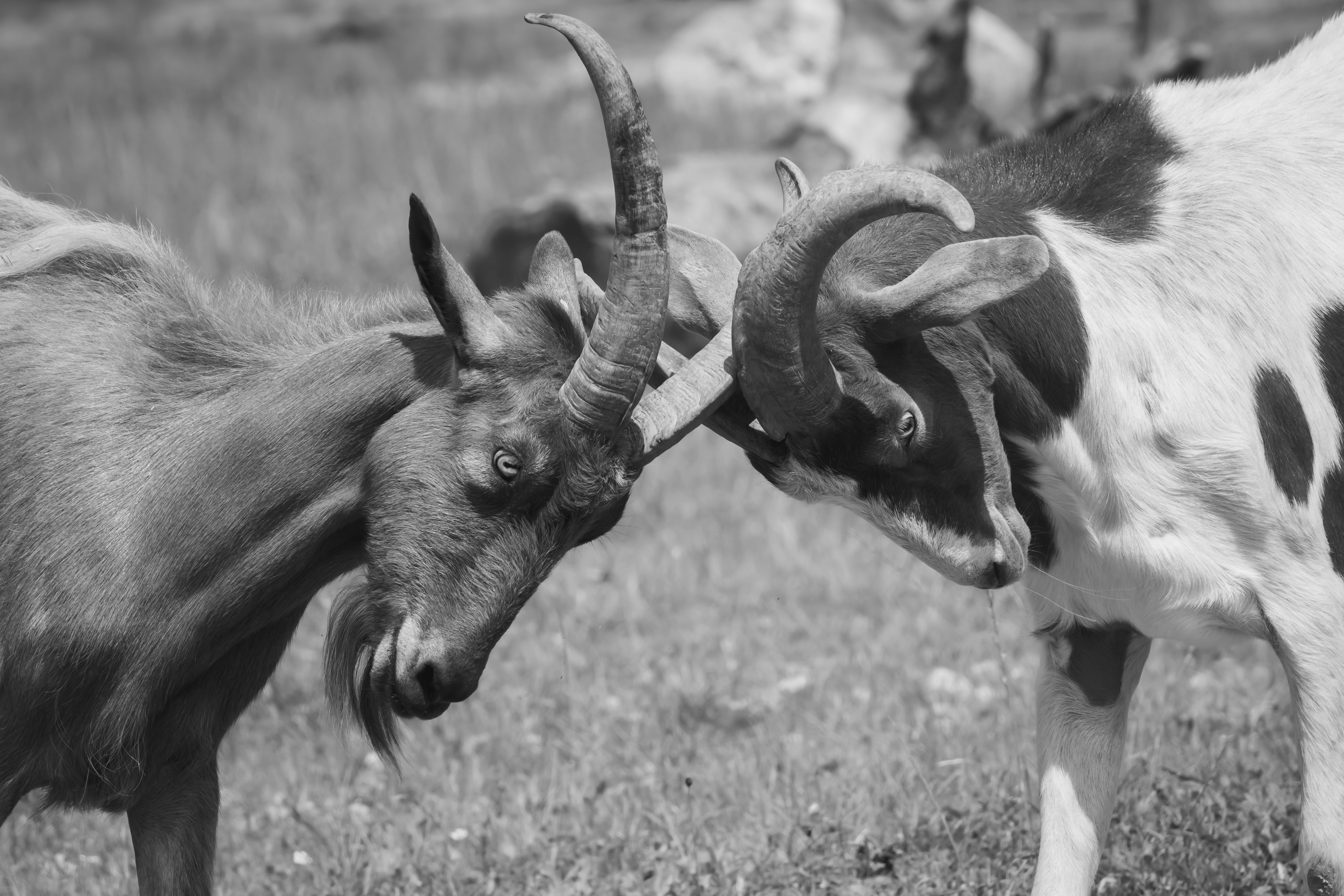 Dramatic Black and White Goat Showdown · Free Stock Photo