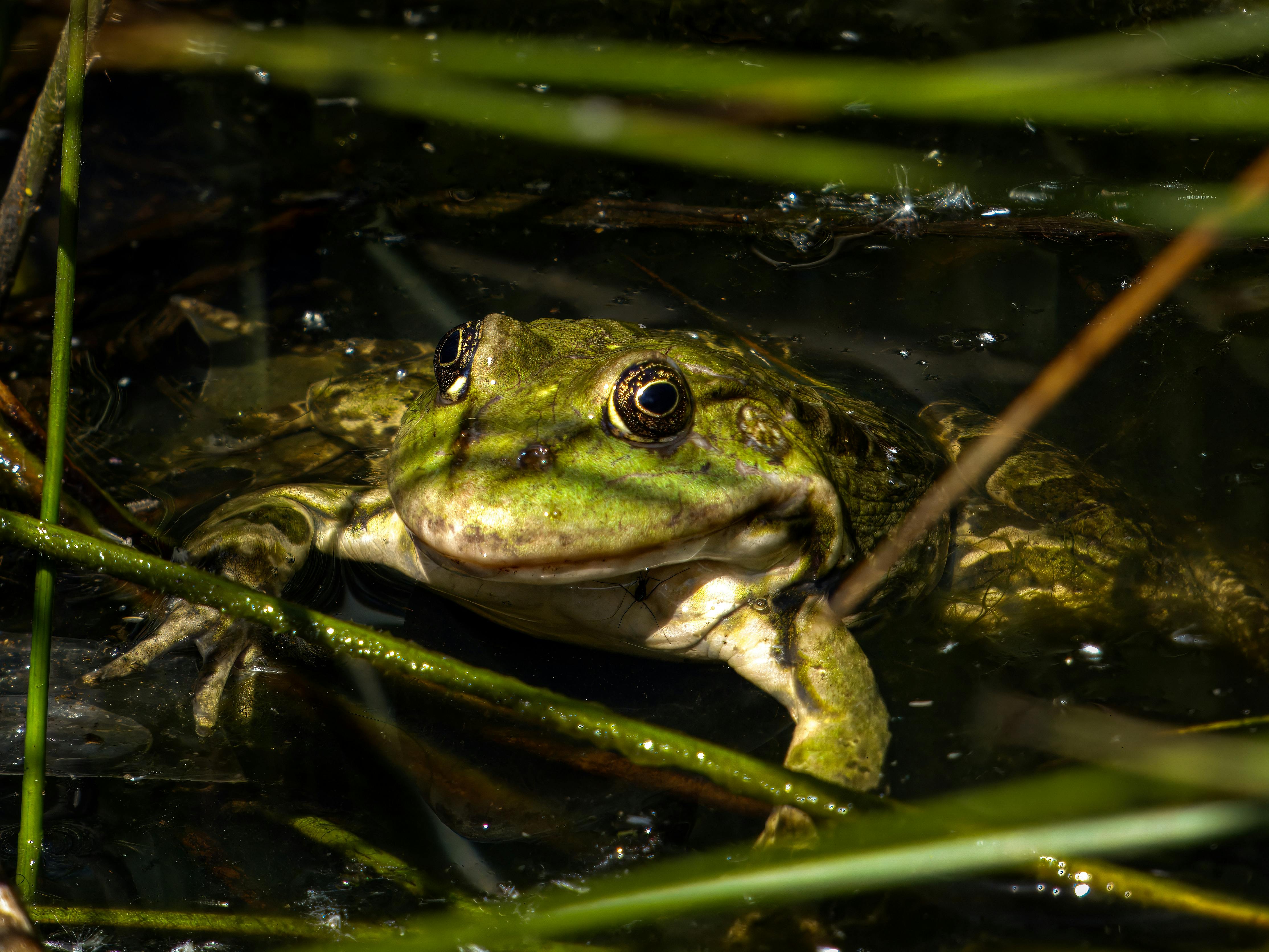 Close-up of a Green Frog in Its Natural Habitat · Free Stock Photo