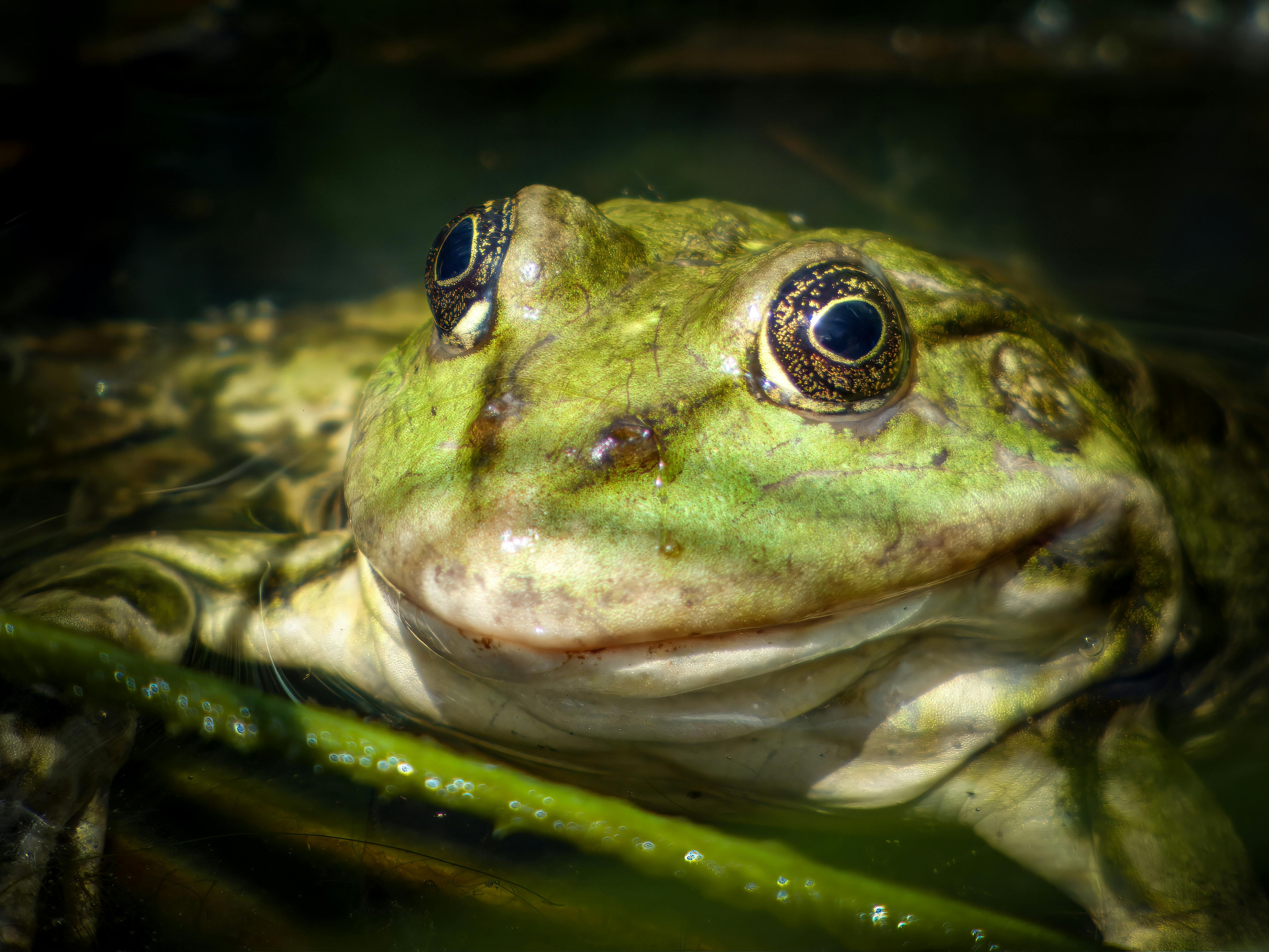 Discovering Nidirana Frog Species in Guizhou Province China