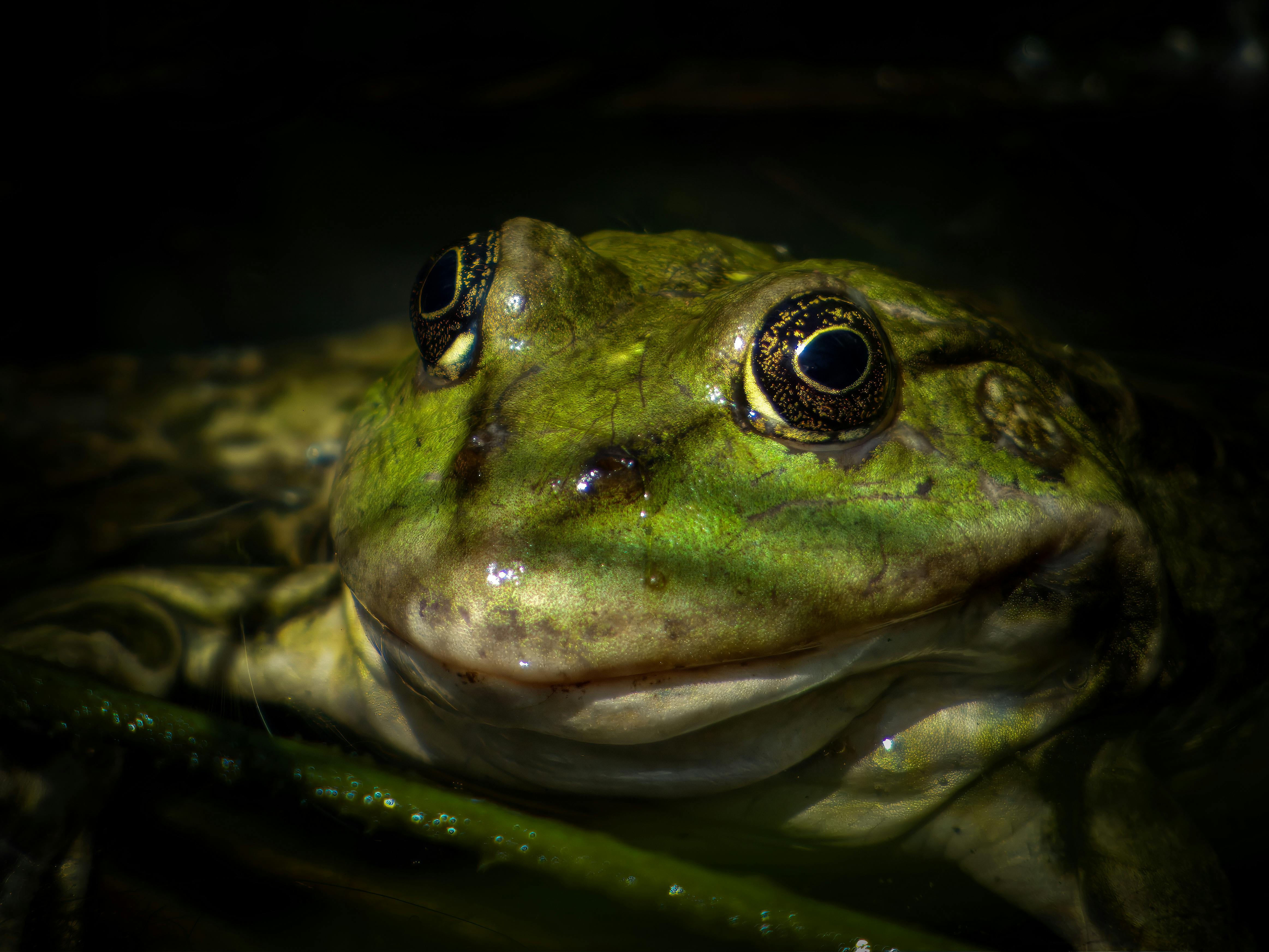 La Rana Dorada: Descubre Sus Secretos y Maravillas Fascinantes