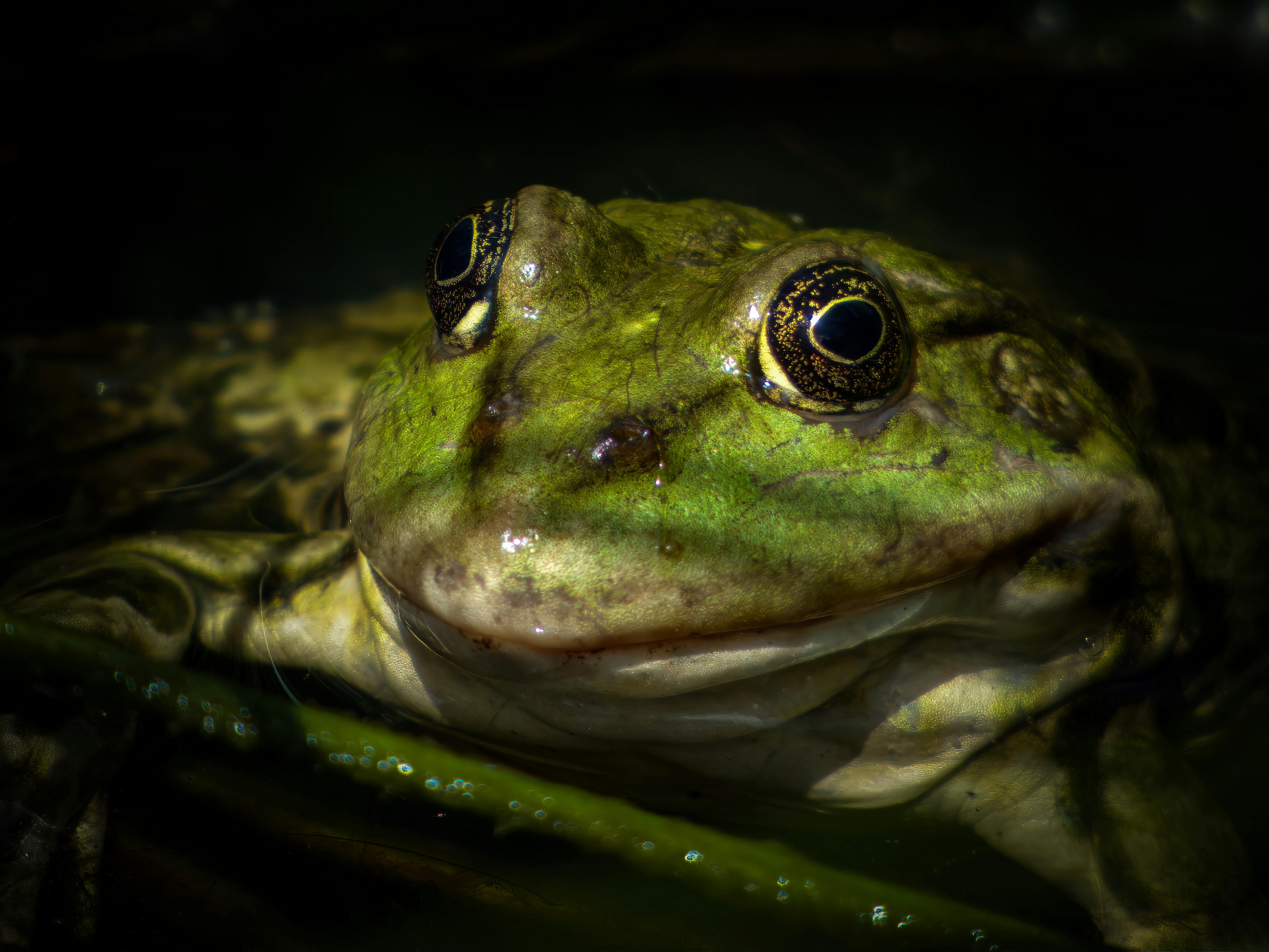 Frog Teeth Photos, Download The BEST Free Frog Teeth Stock Photos & HD ...