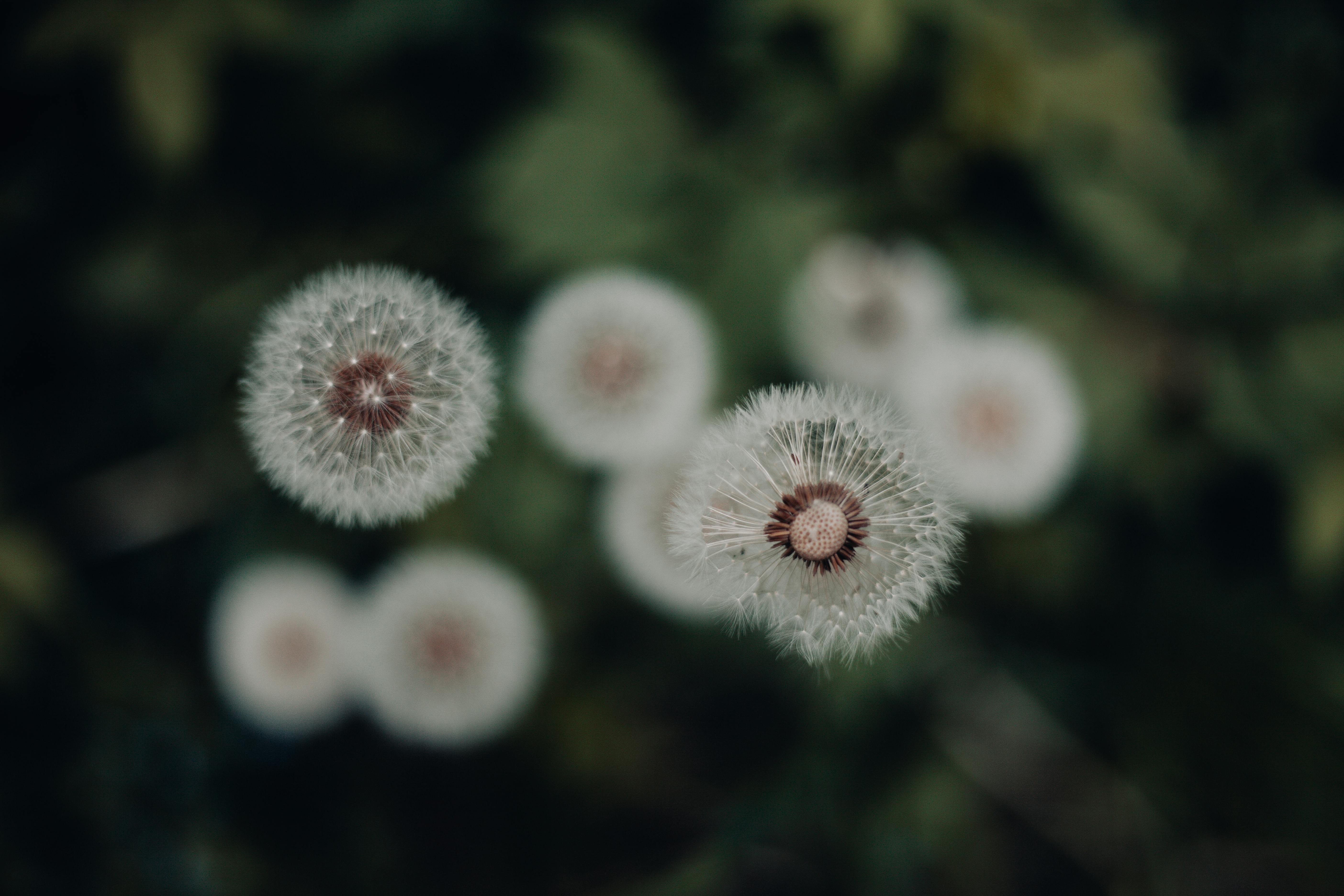 Dandelion Flower Photos, Download The BEST Free Dandelion Flower Stock ...