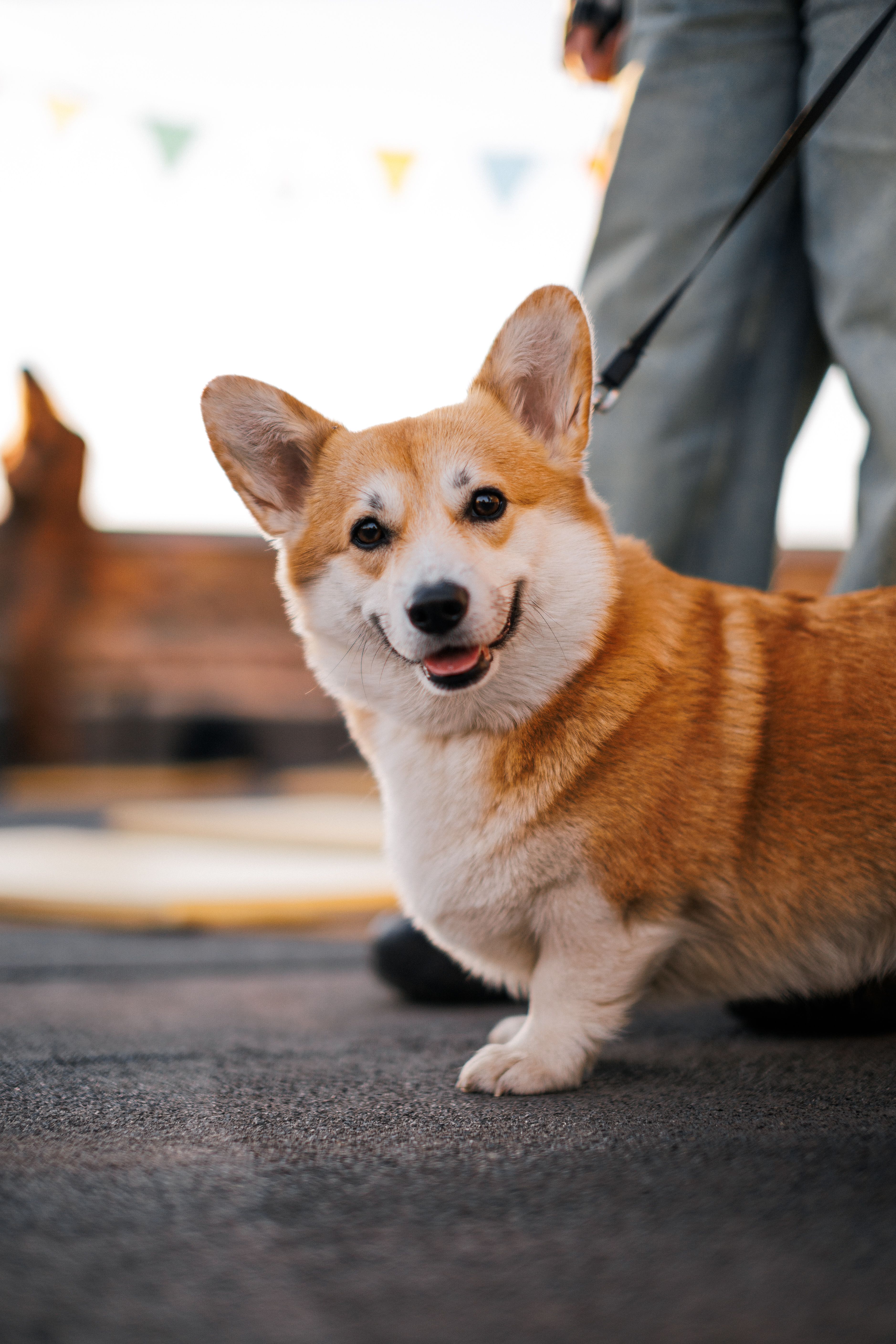 Playful Corgi on a Walk Outdoors · Free Stock Photo