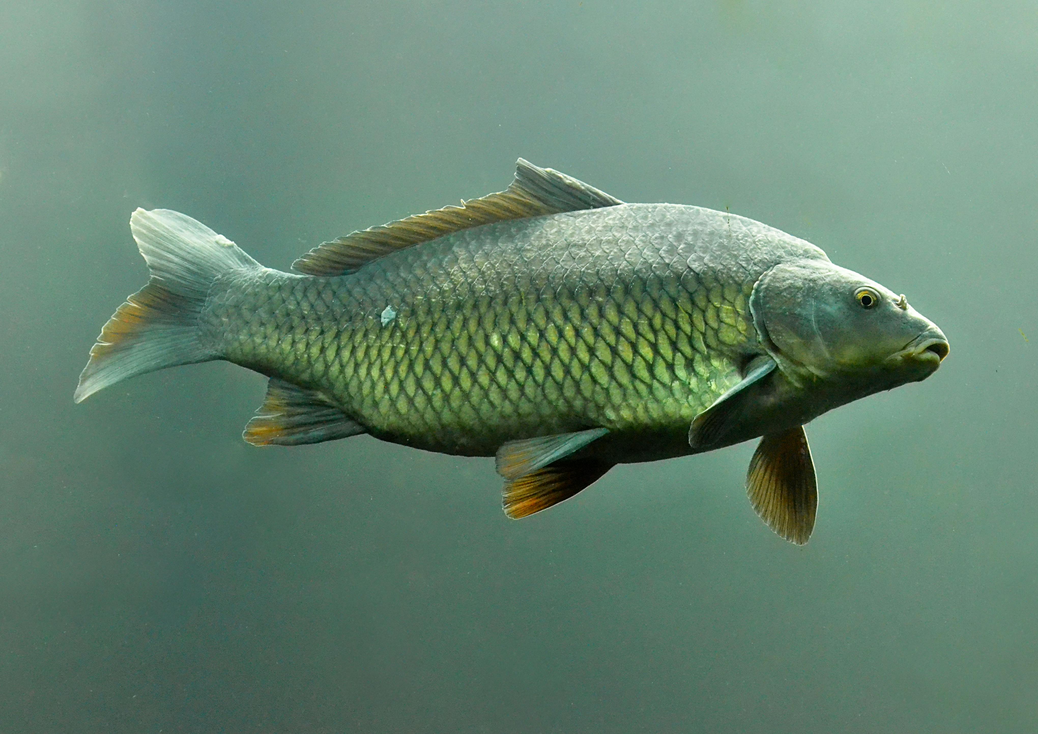 Close-up of a Common Carp in Clear Water · Free Stock Photo