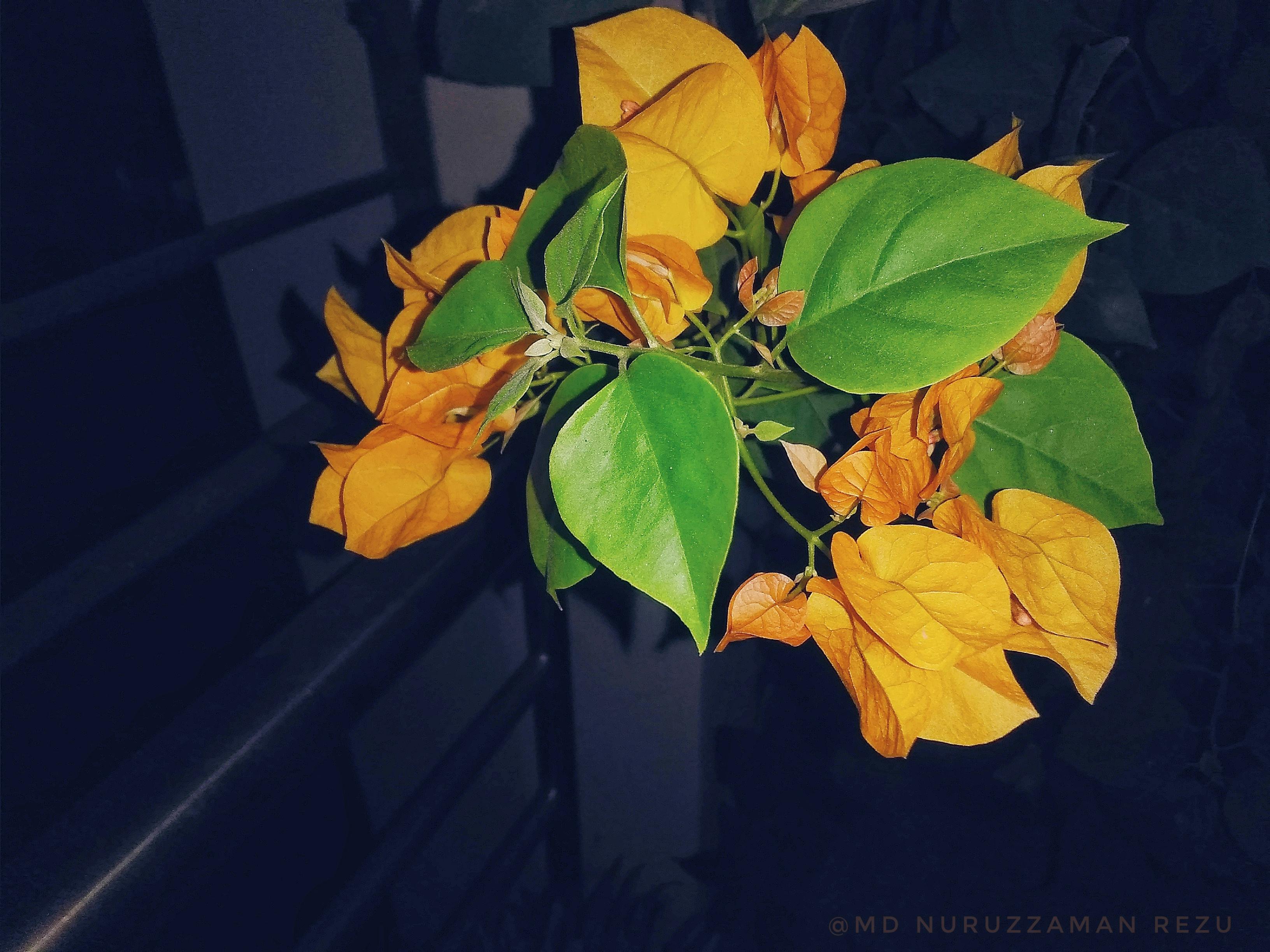 Free stock photo from Rezu · Pexels