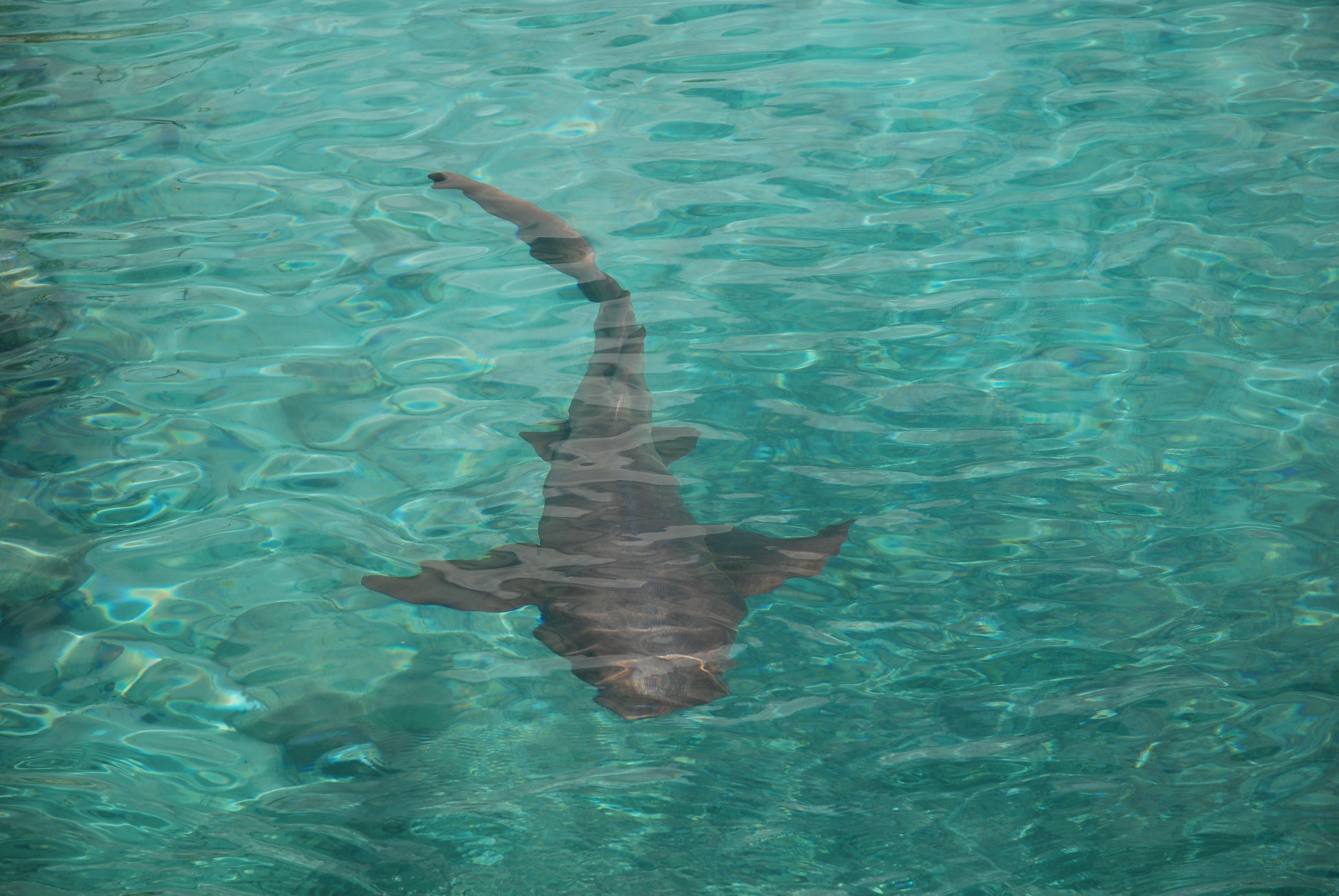 Shark+Pfp Photos, Download The BEST Free Shark+Pfp Stock Photos & HD Images